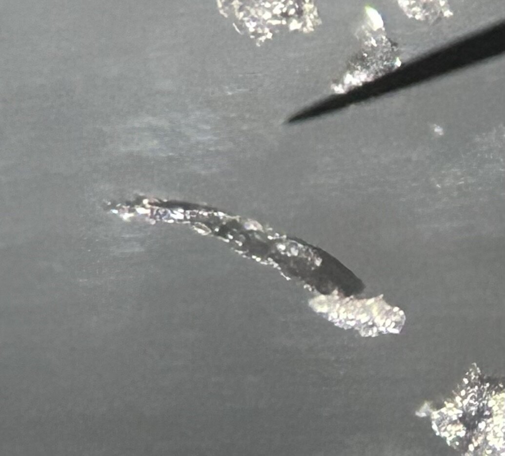 Cambrian microfossils Arkansas - Micro-paleontology - The Fossil Forum
