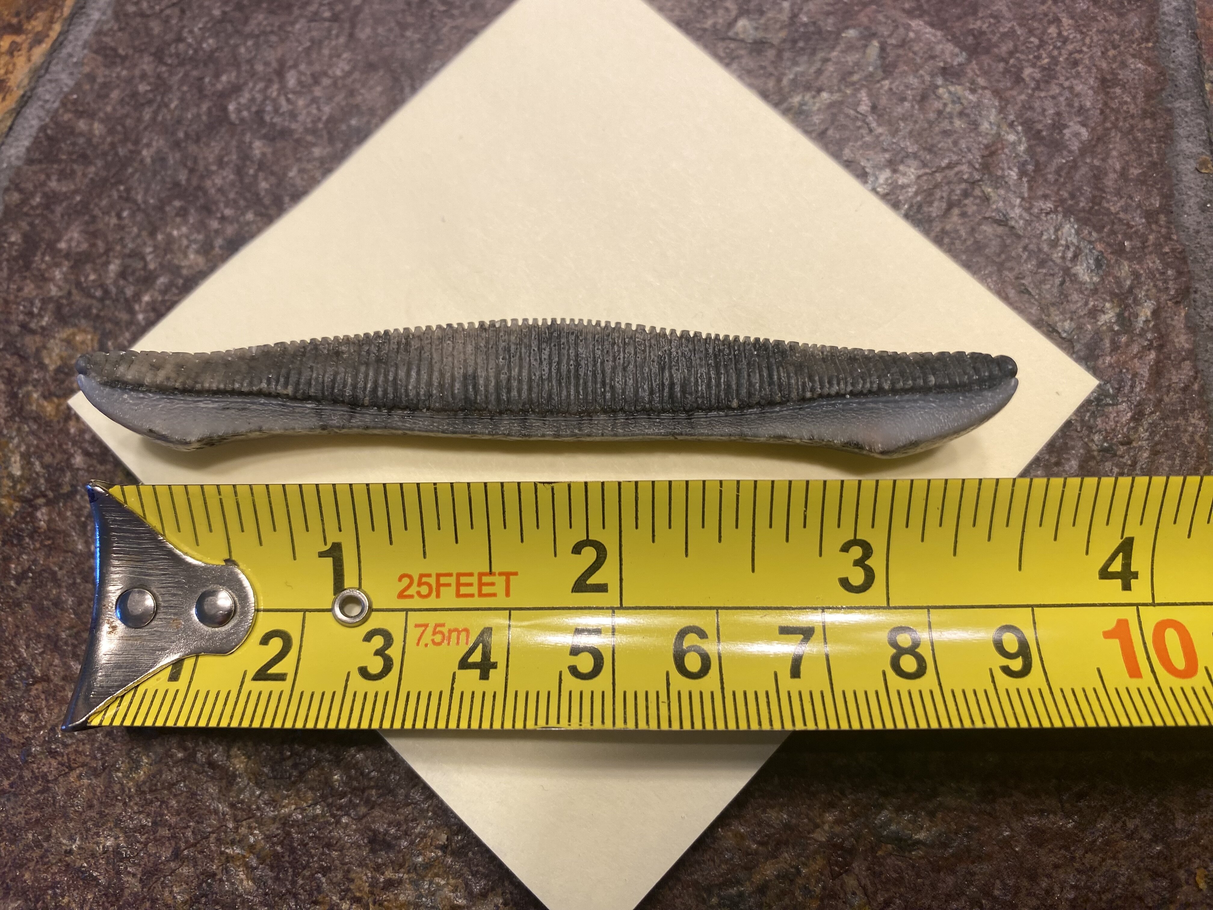 Stingray Mouth Plate? - Fossil ID - The Fossil Forum