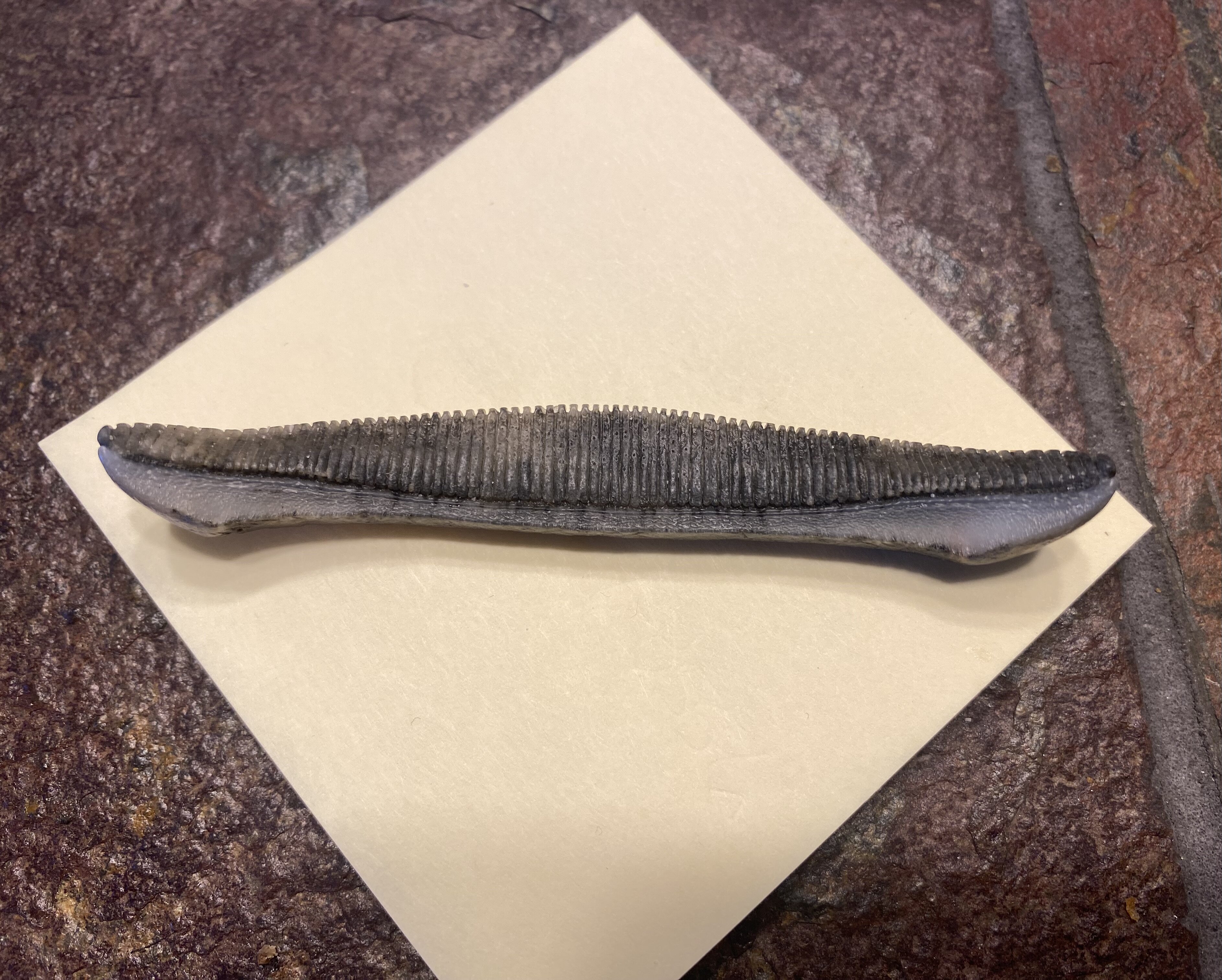 Stingray Mouth Plate? - Fossil ID - The Fossil Forum