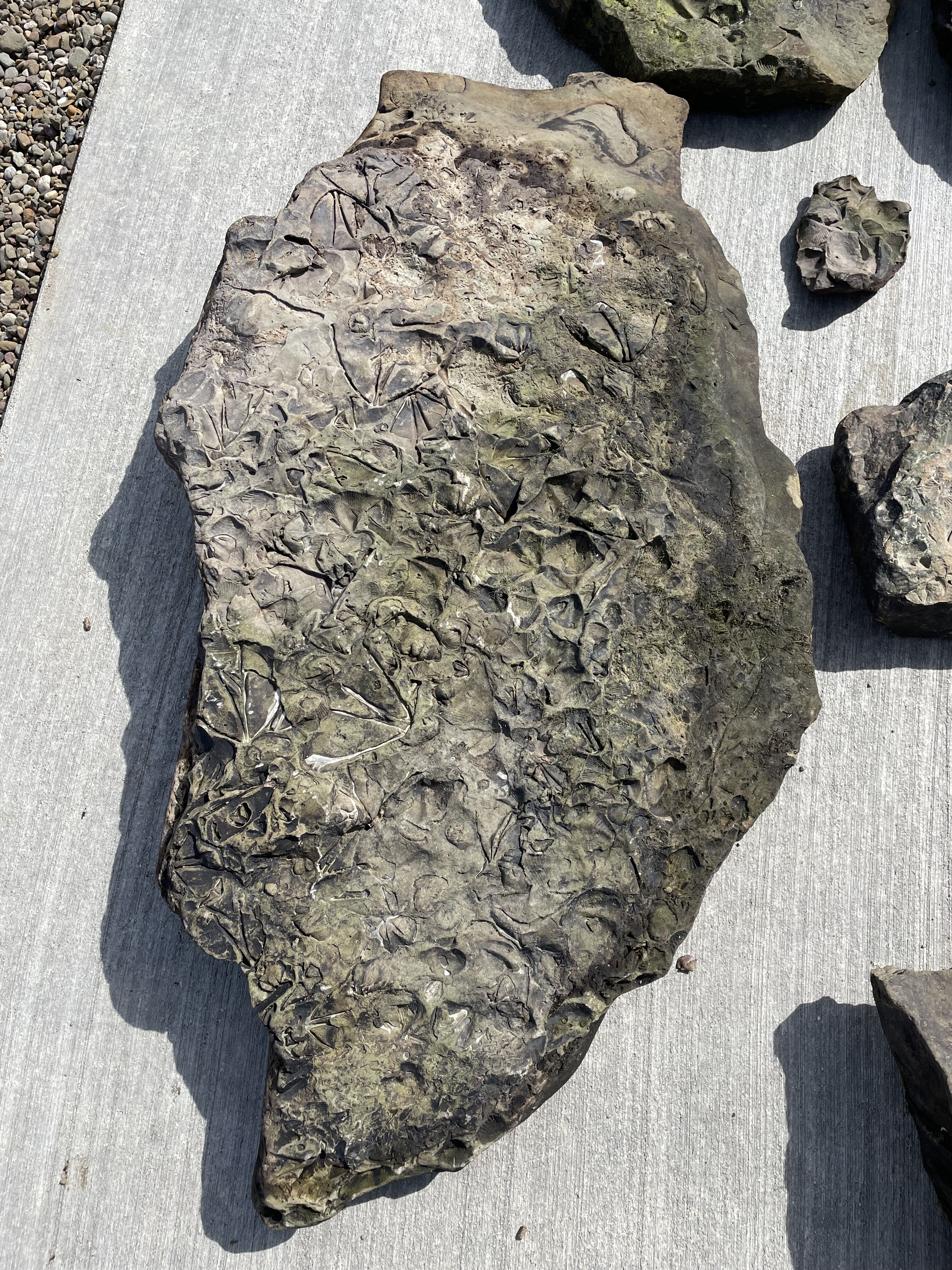Devonian Fossil Plate - Fossil ID - The Fossil Forum