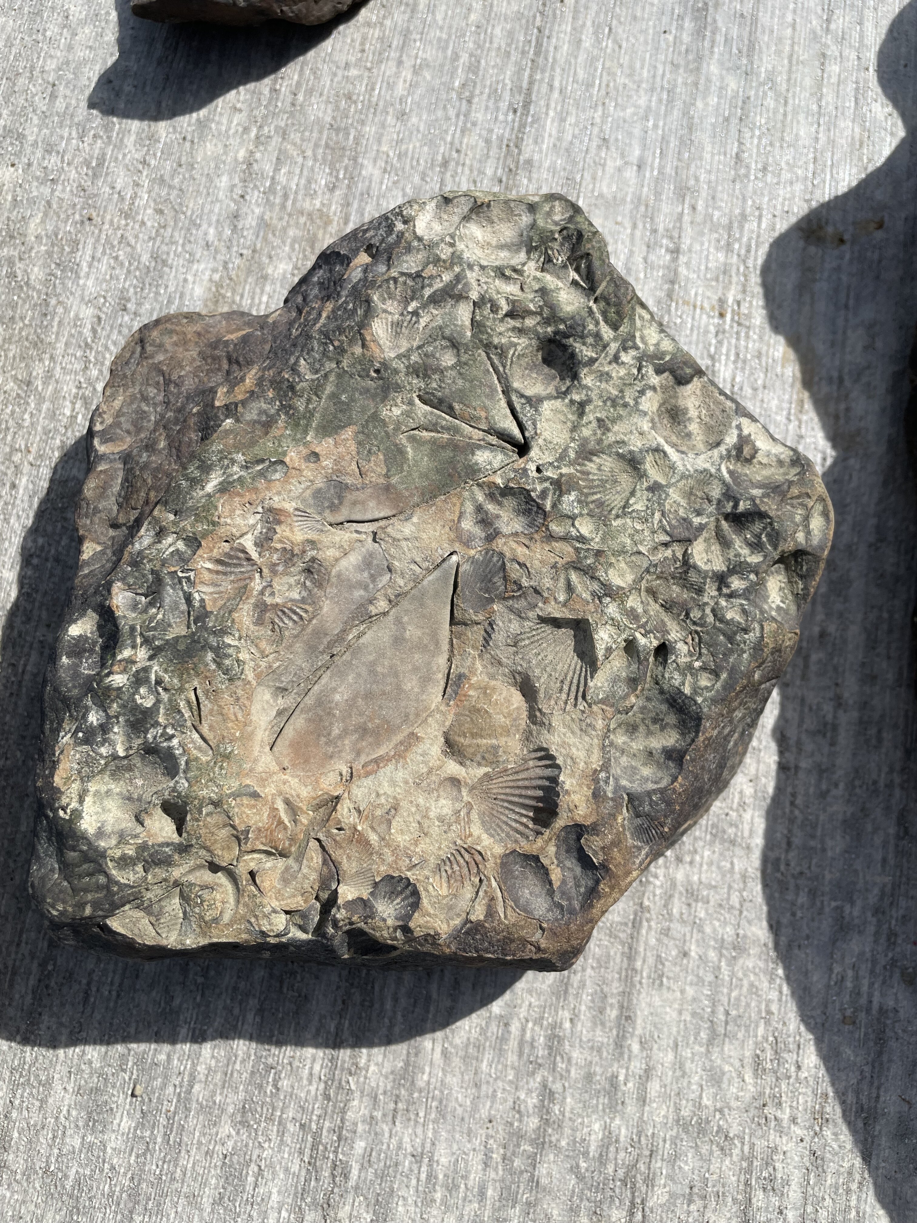 Devonian Fossil Plate - Fossil ID - The Fossil Forum