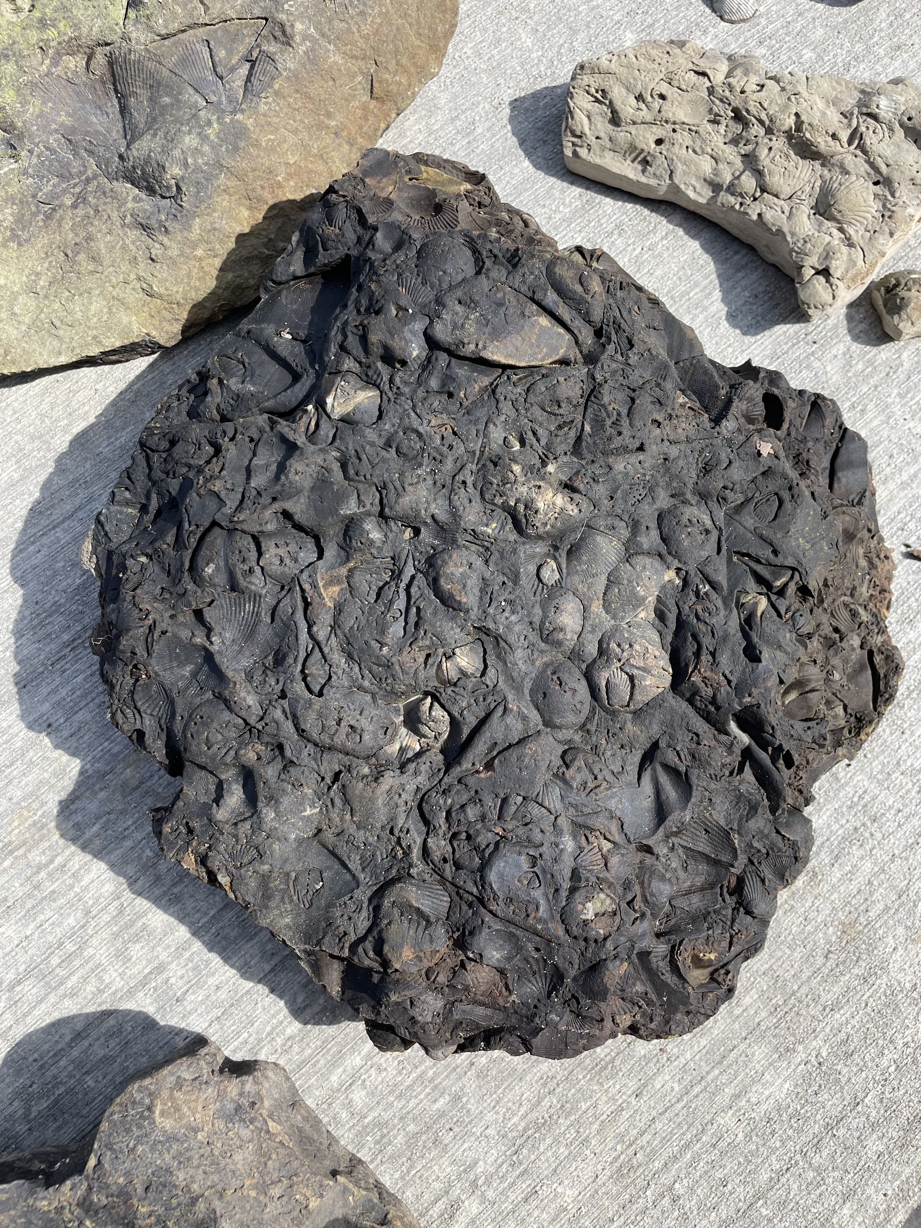 Devonian Fossil Plate - Fossil ID - The Fossil Forum