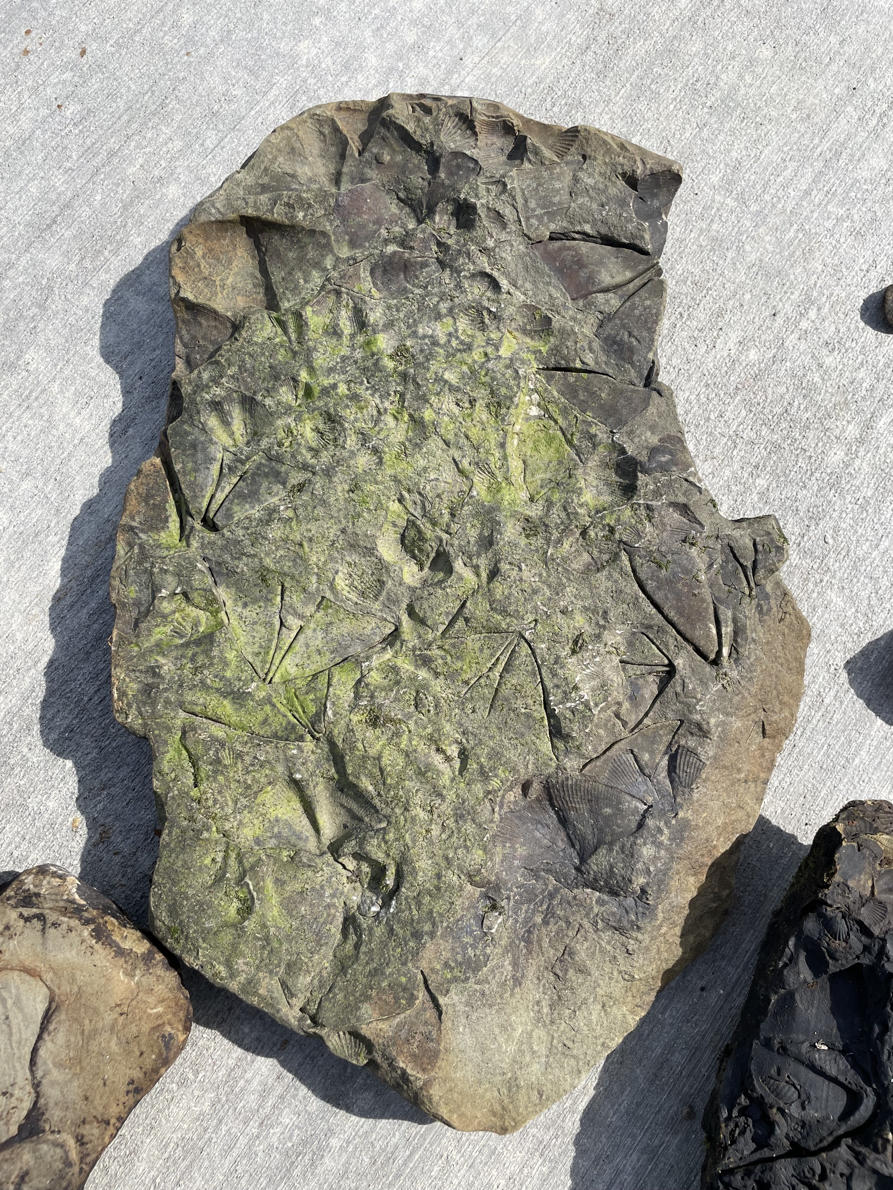 Devonian Fossil Plate - Fossil ID - The Fossil Forum