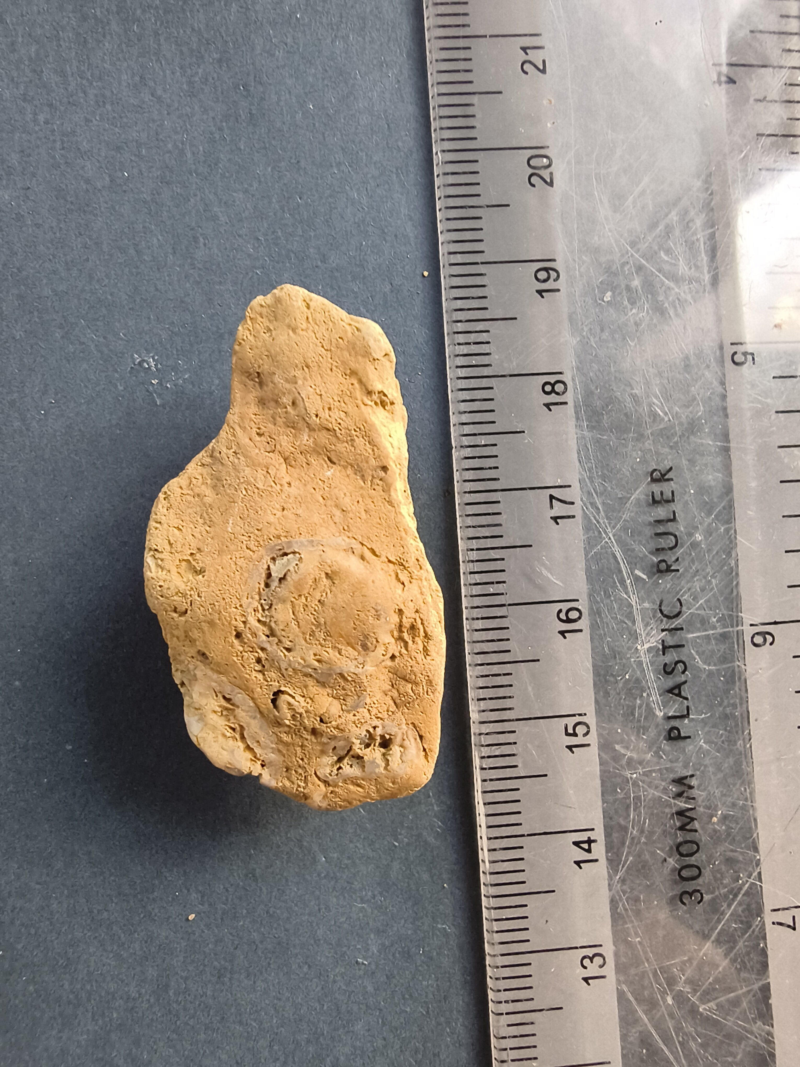 Weird Contents Inside Shell - Fossil ID - The Fossil Forum