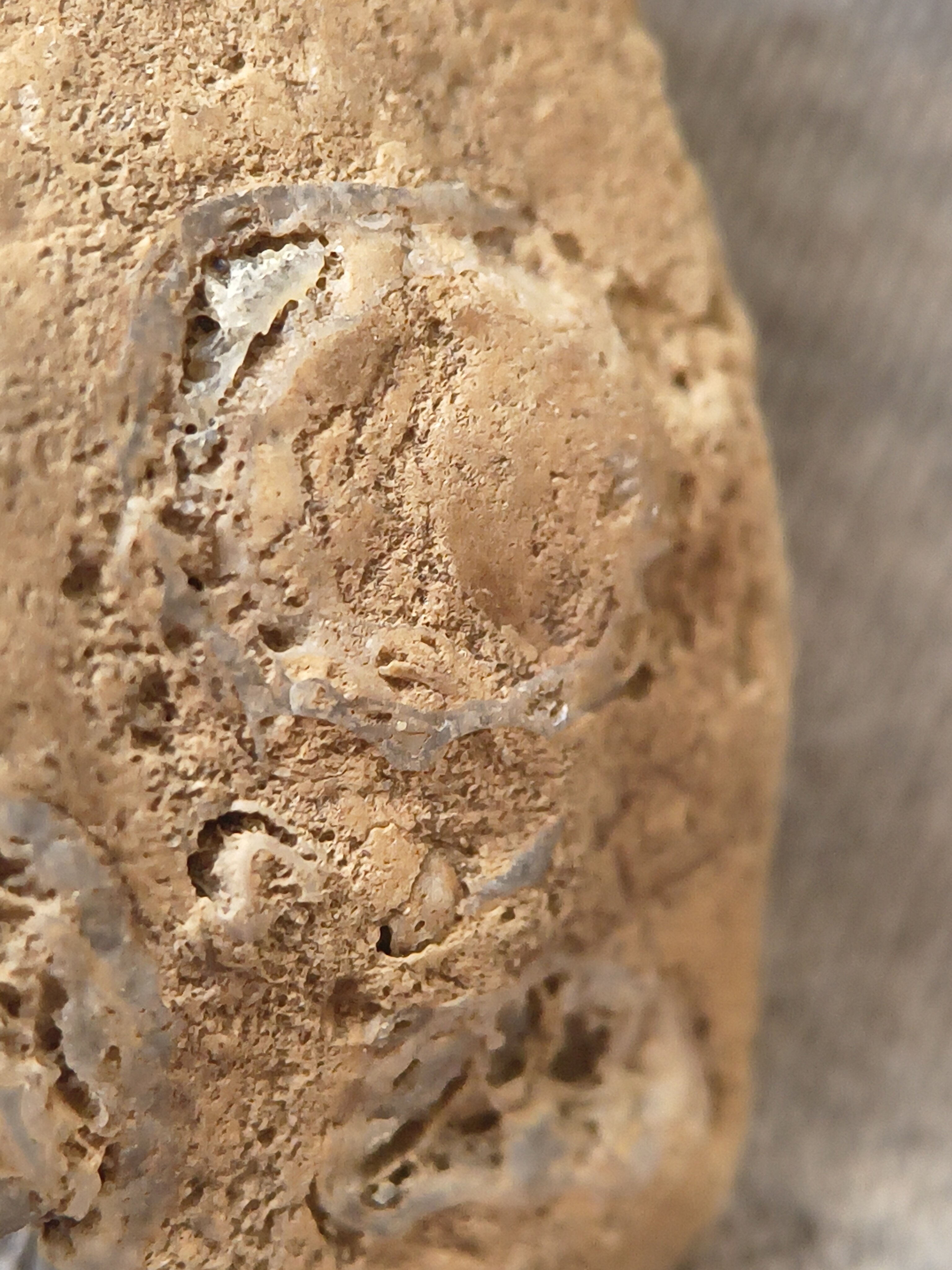 Weird Contents Inside Shell - Fossil ID - The Fossil Forum