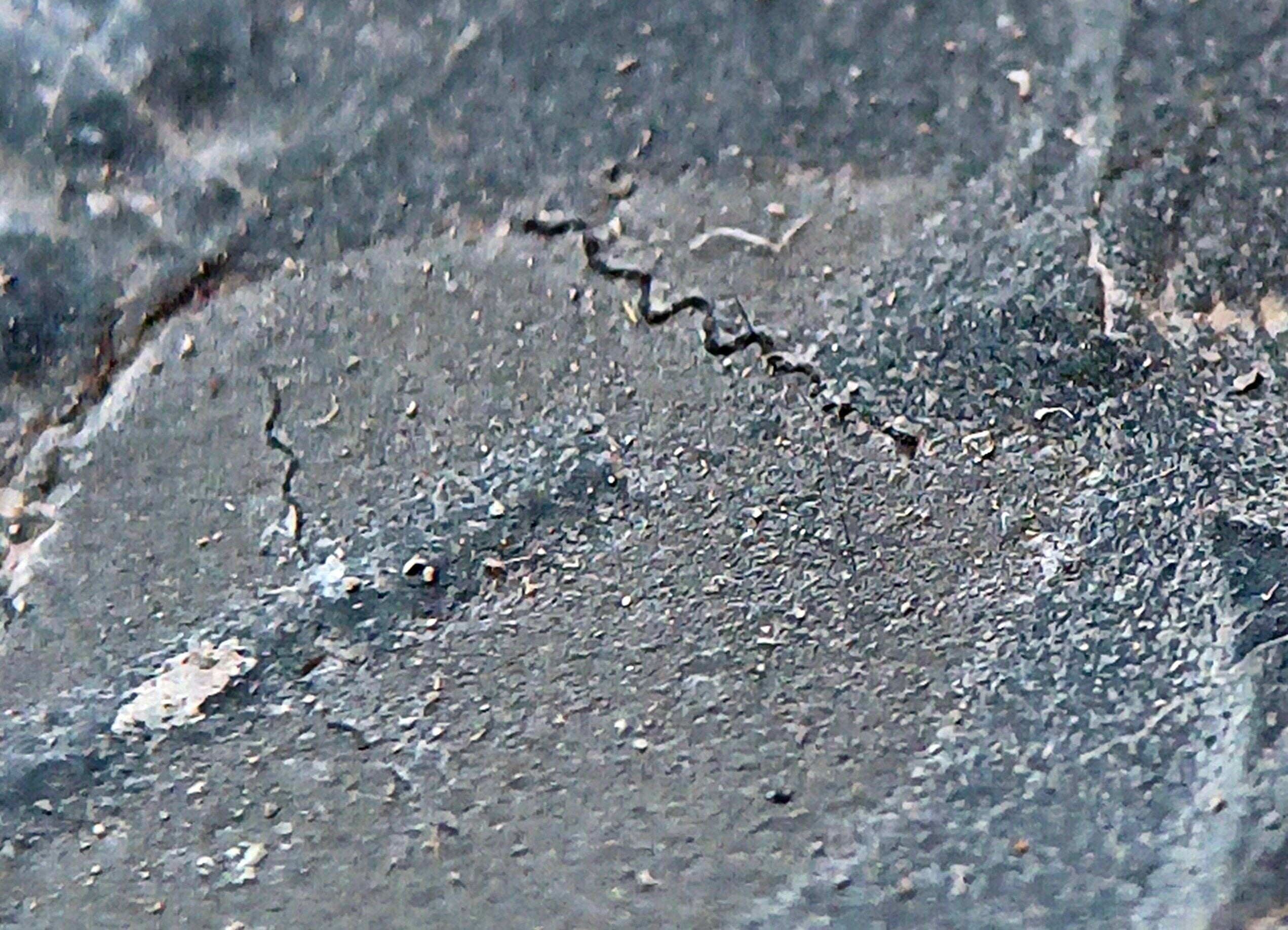 Ichnofossils and Some Type of Fish? - Fossil ID - The Fossil Forum