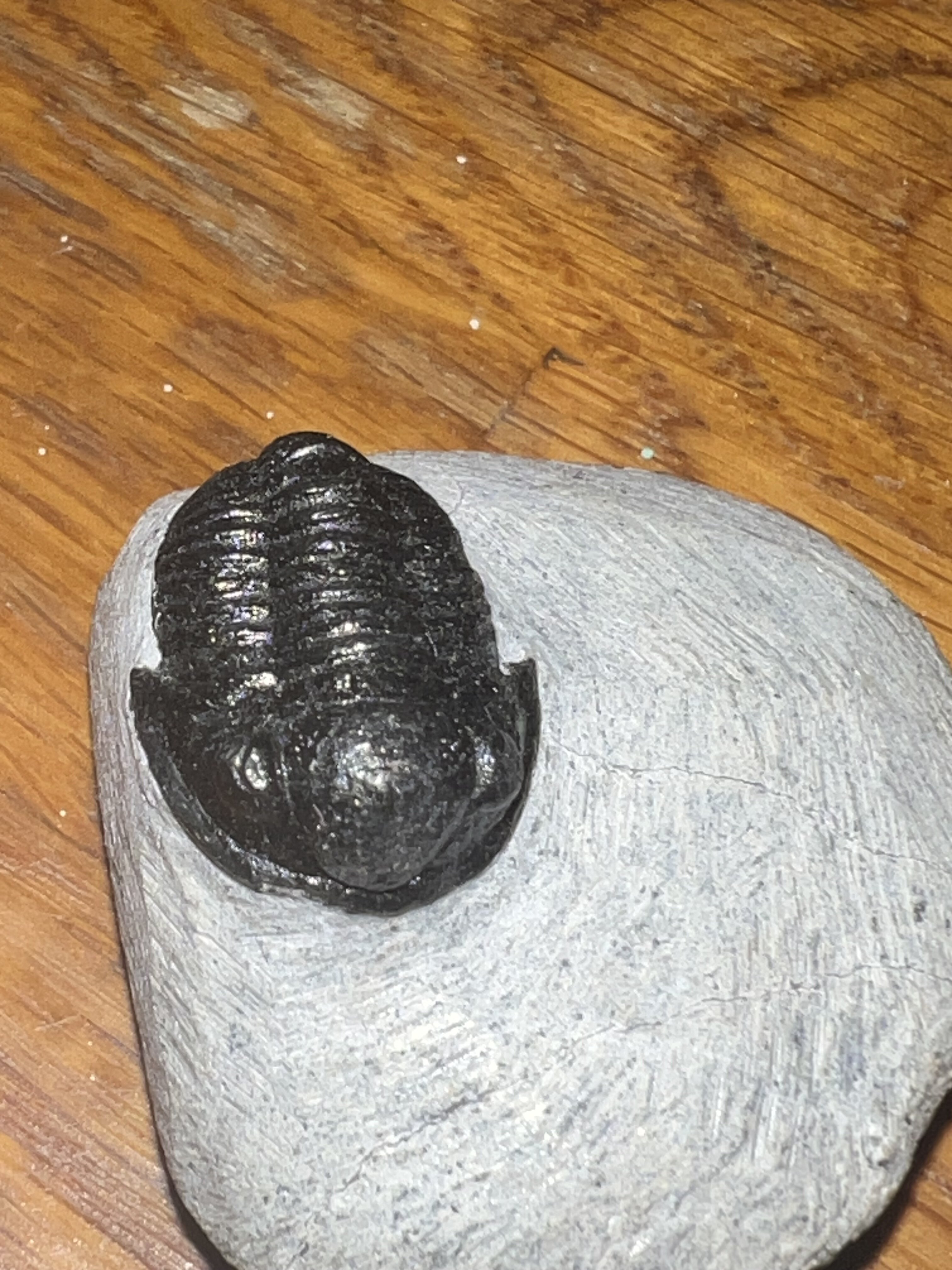 Trilo specimen - Is It Real? How to Recognize Fossil Fabrications - The ...