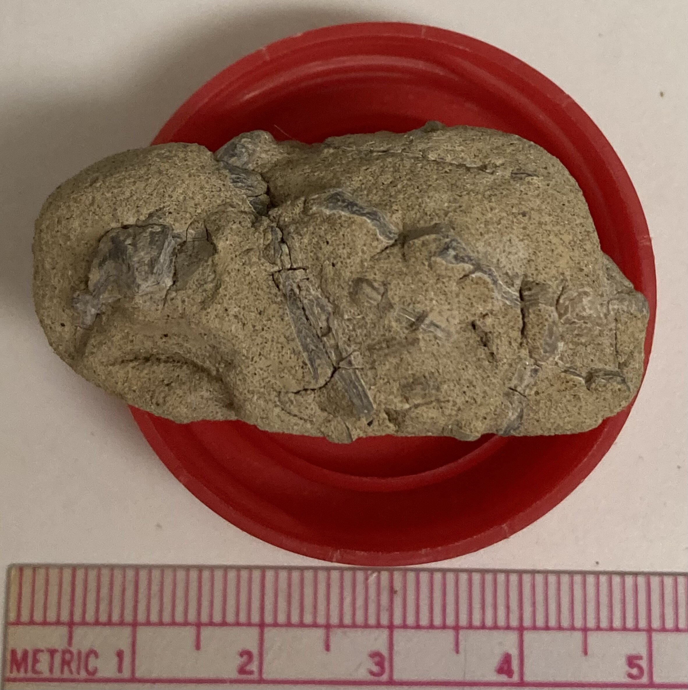 Beach fossil, ray mouth plates? - Fossil ID - The Fossil Forum