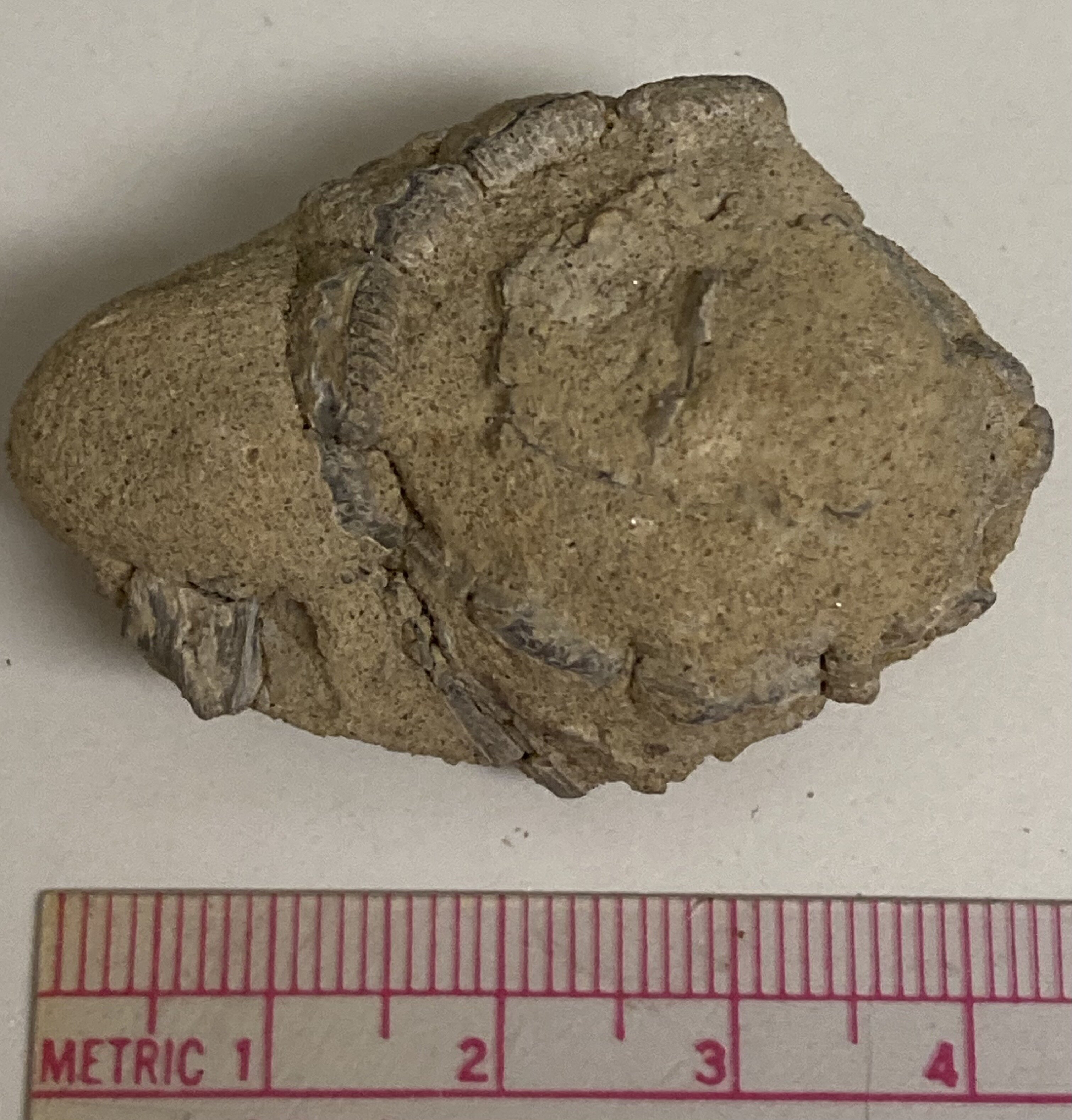 Beach fossil, ray mouth plates? - Fossil ID - The Fossil Forum