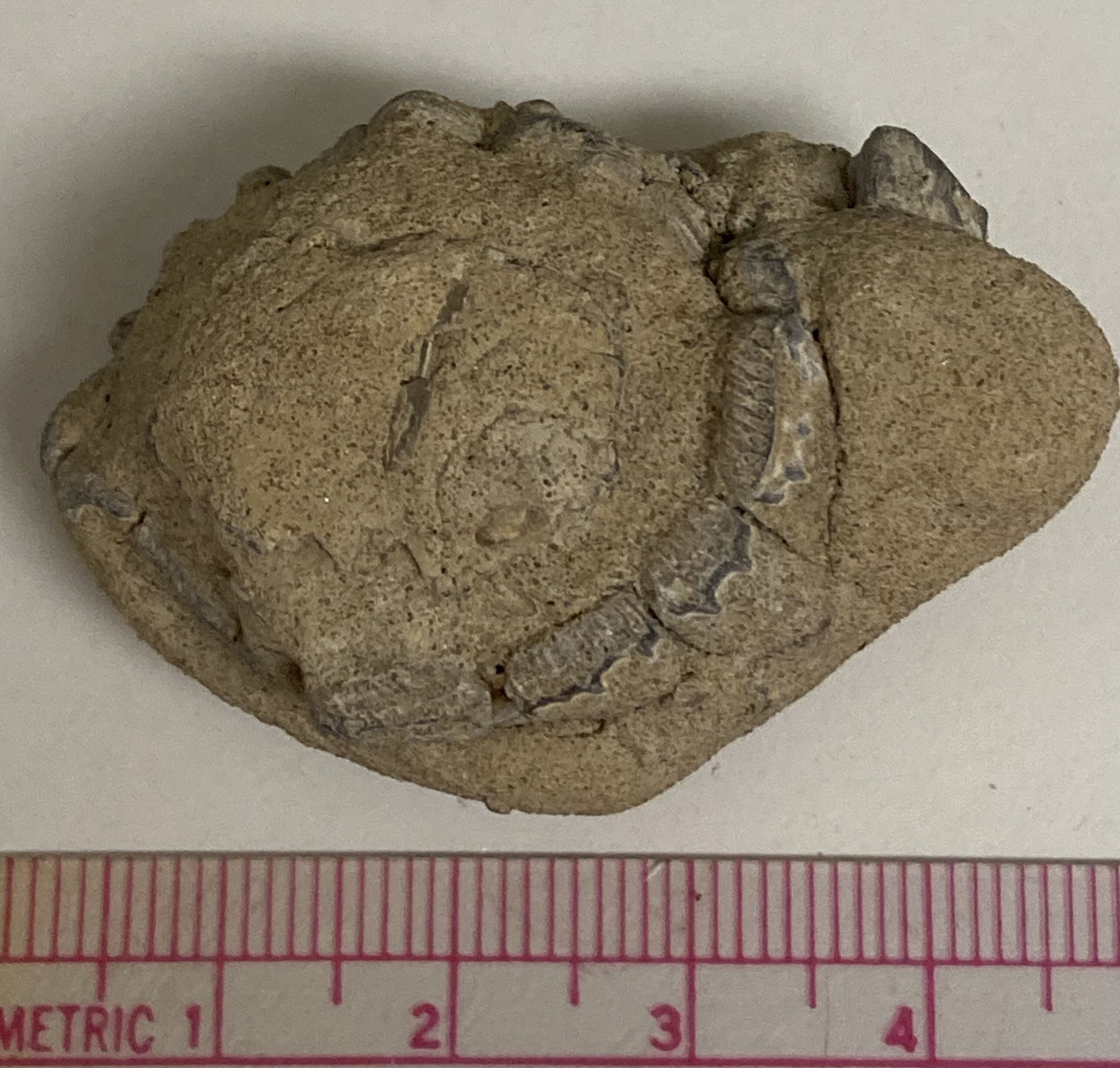 Beach fossil, ray mouth plates? - Fossil ID - The Fossil Forum