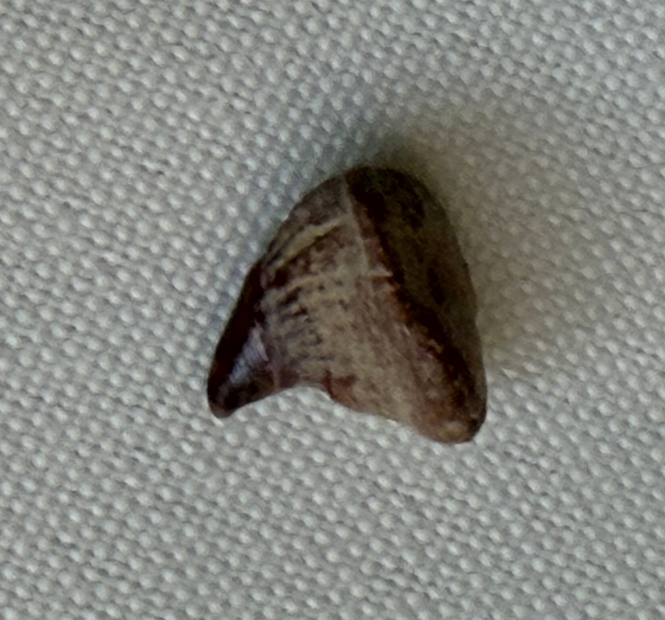 Whale shark tooth? - Fossil ID - The Fossil Forum