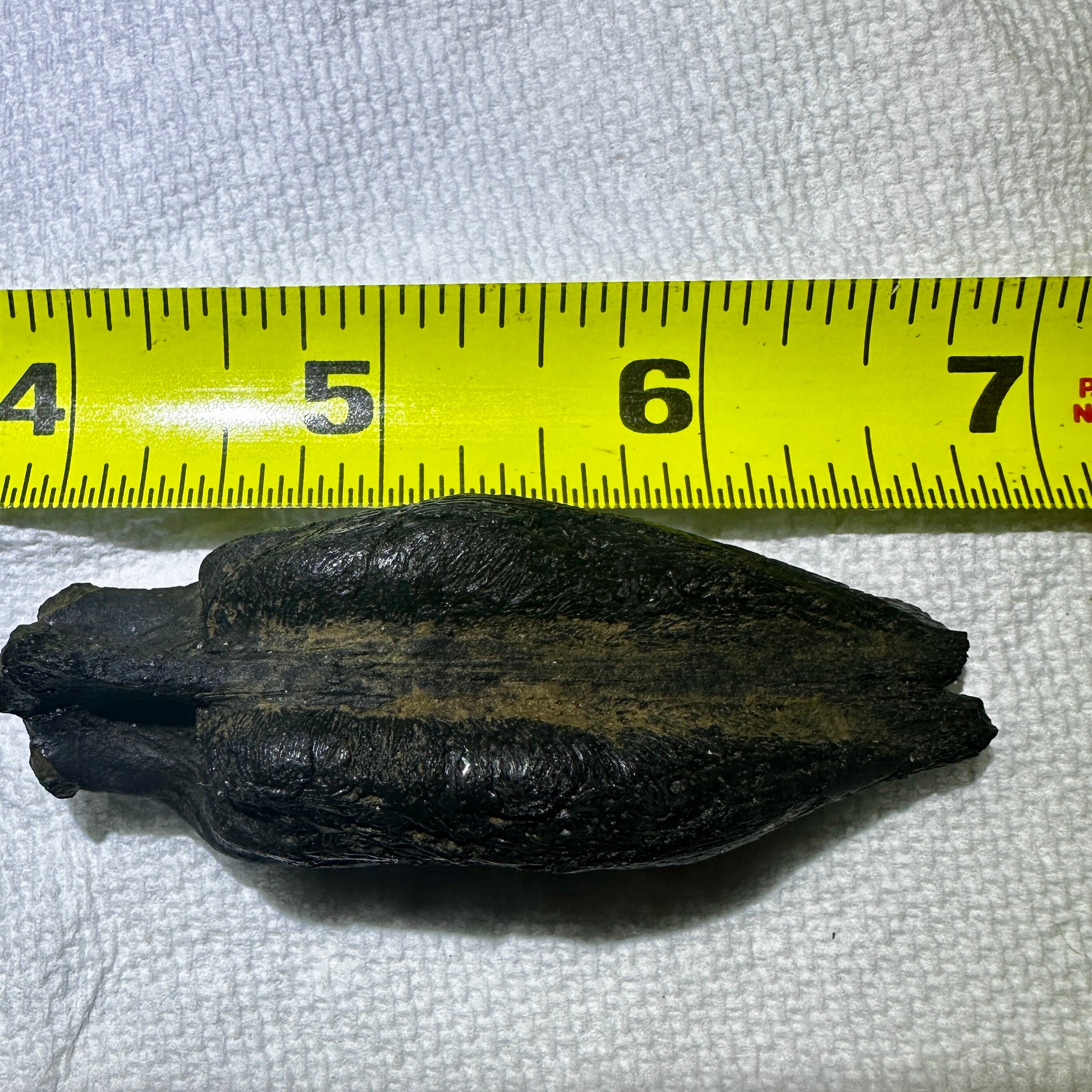 Suspect Fossilized Palm Seed pod - Fossil ID - The Fossil Forum