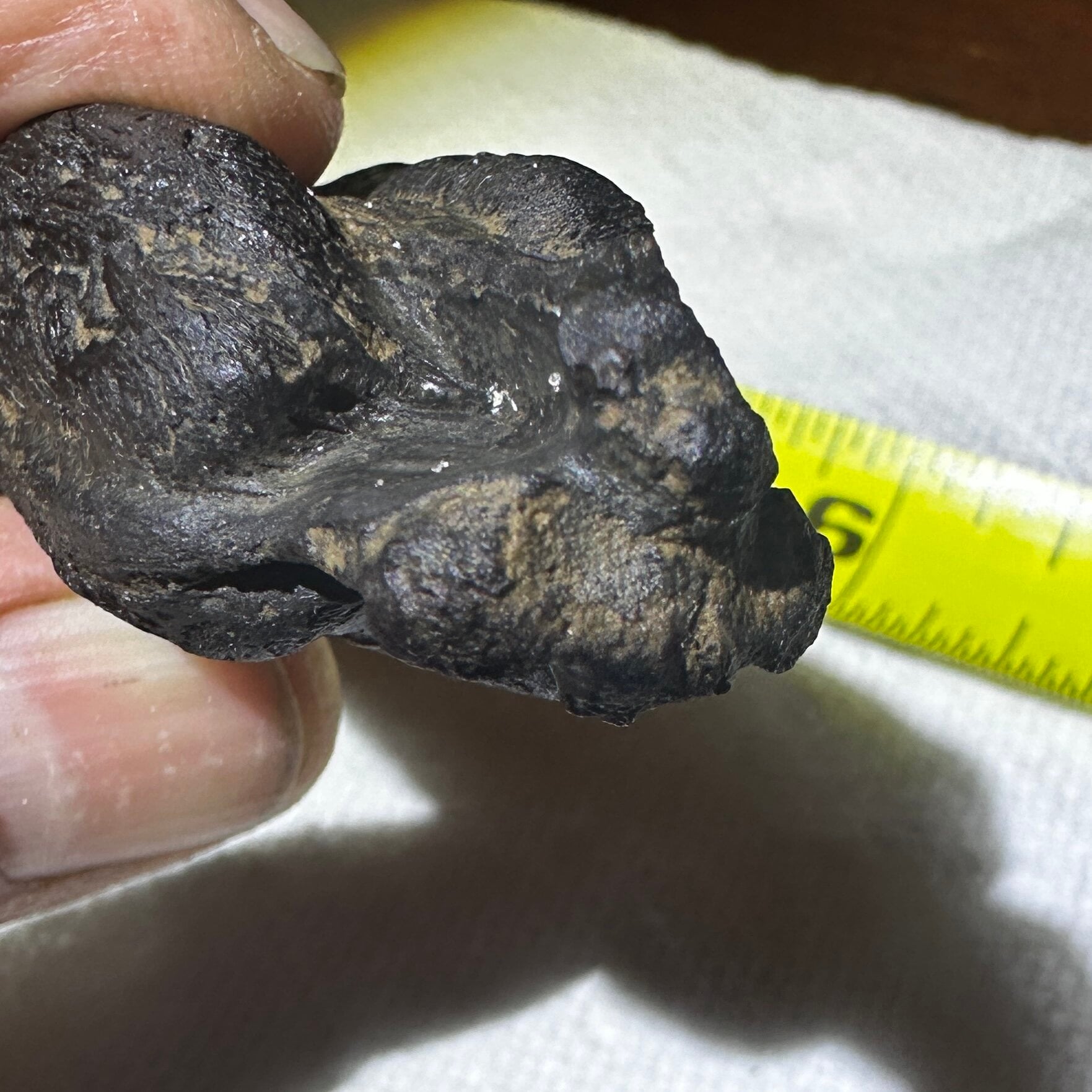 Suspect Fossilized Palm Seed pod - Fossil ID - The Fossil Forum