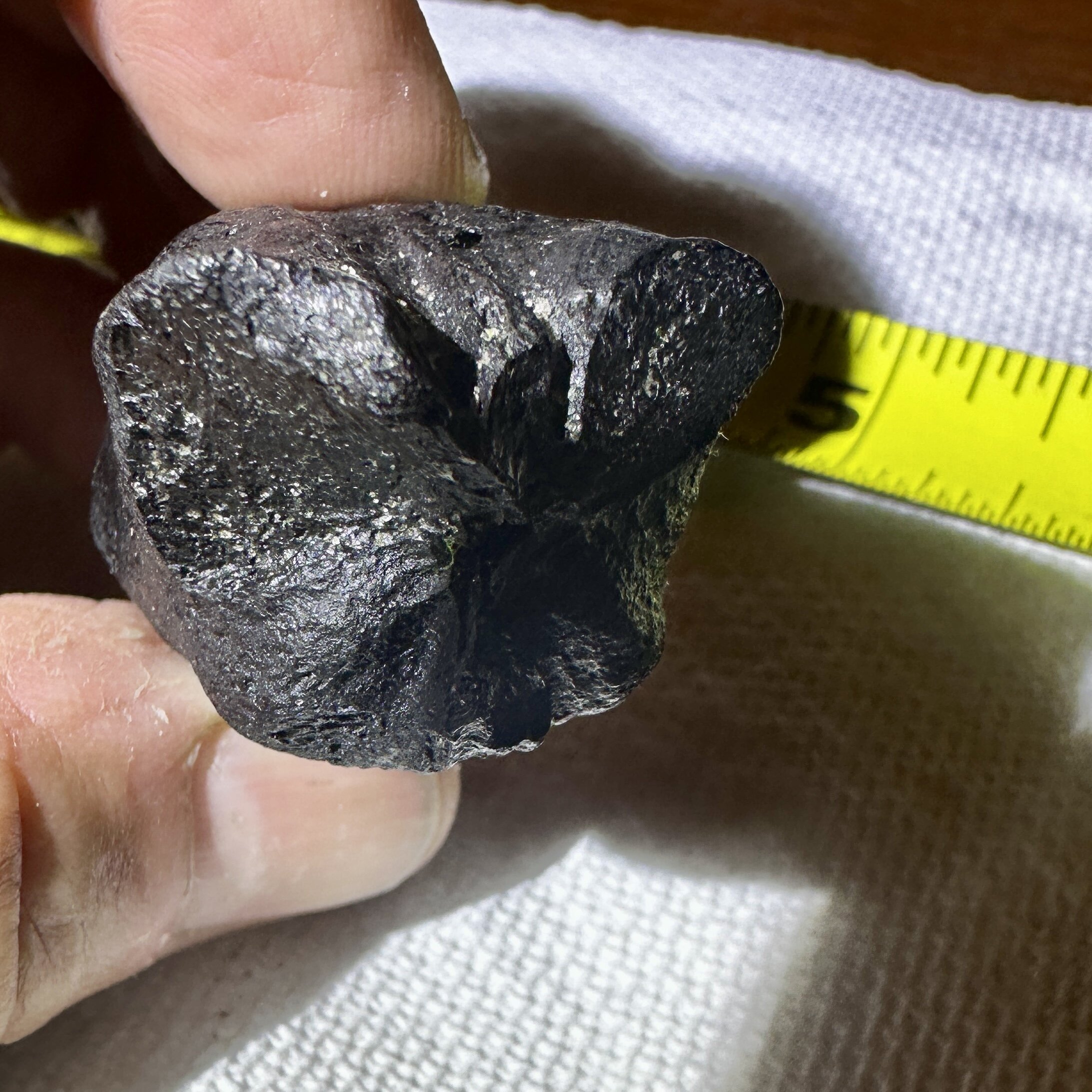 Suspect Fossilized Palm Seed pod - Fossil ID - The Fossil Forum