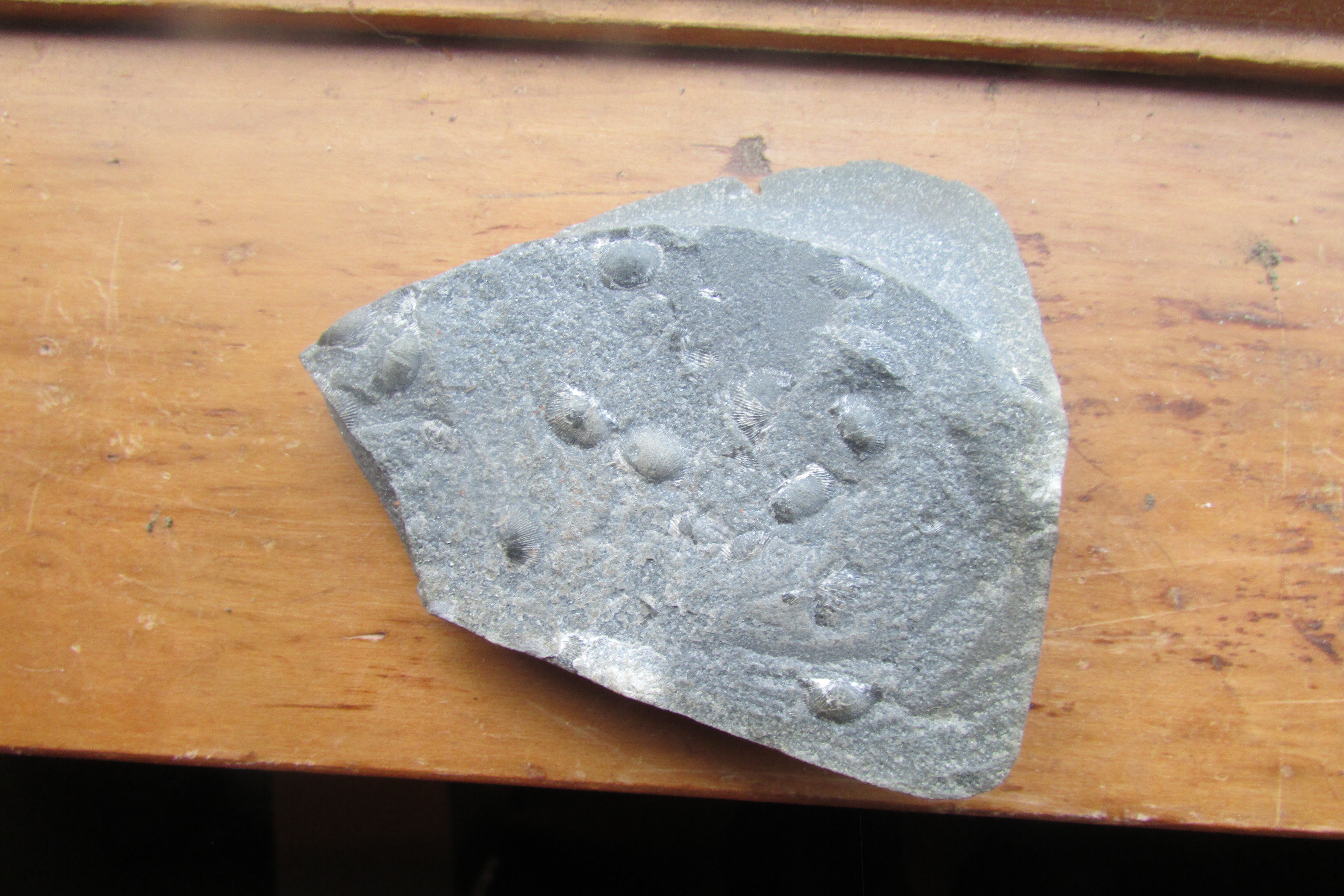 I found a very neat rock full of small brachiopods - Fossil Hunting ...