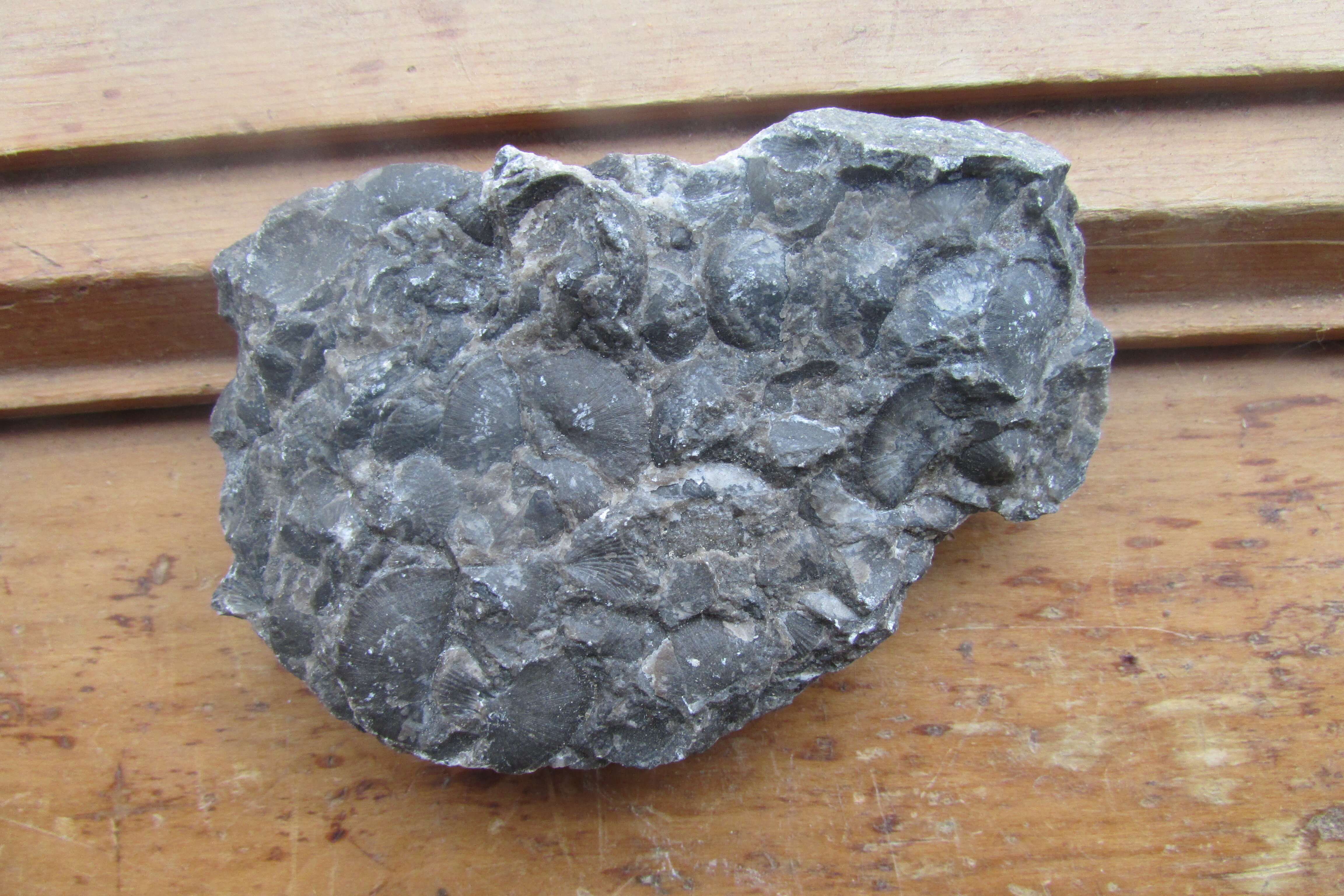 Take a look at this fossil full of tiny shells in it - Member ...