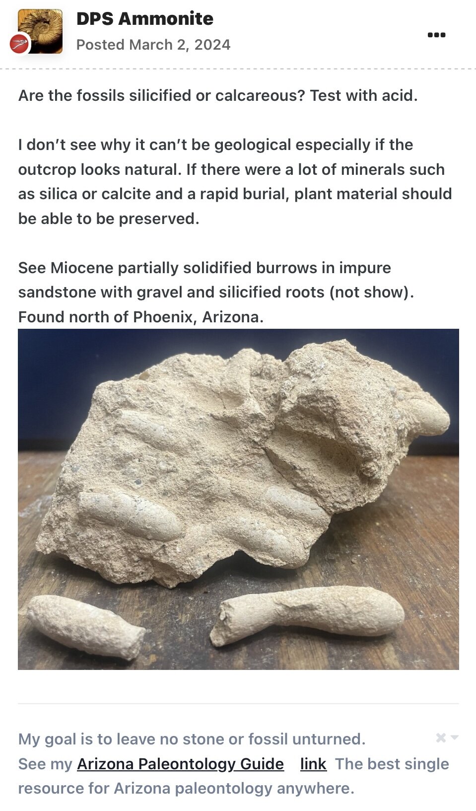 Possible fossilized invertebrate burrows? Found in Central Arizona ...