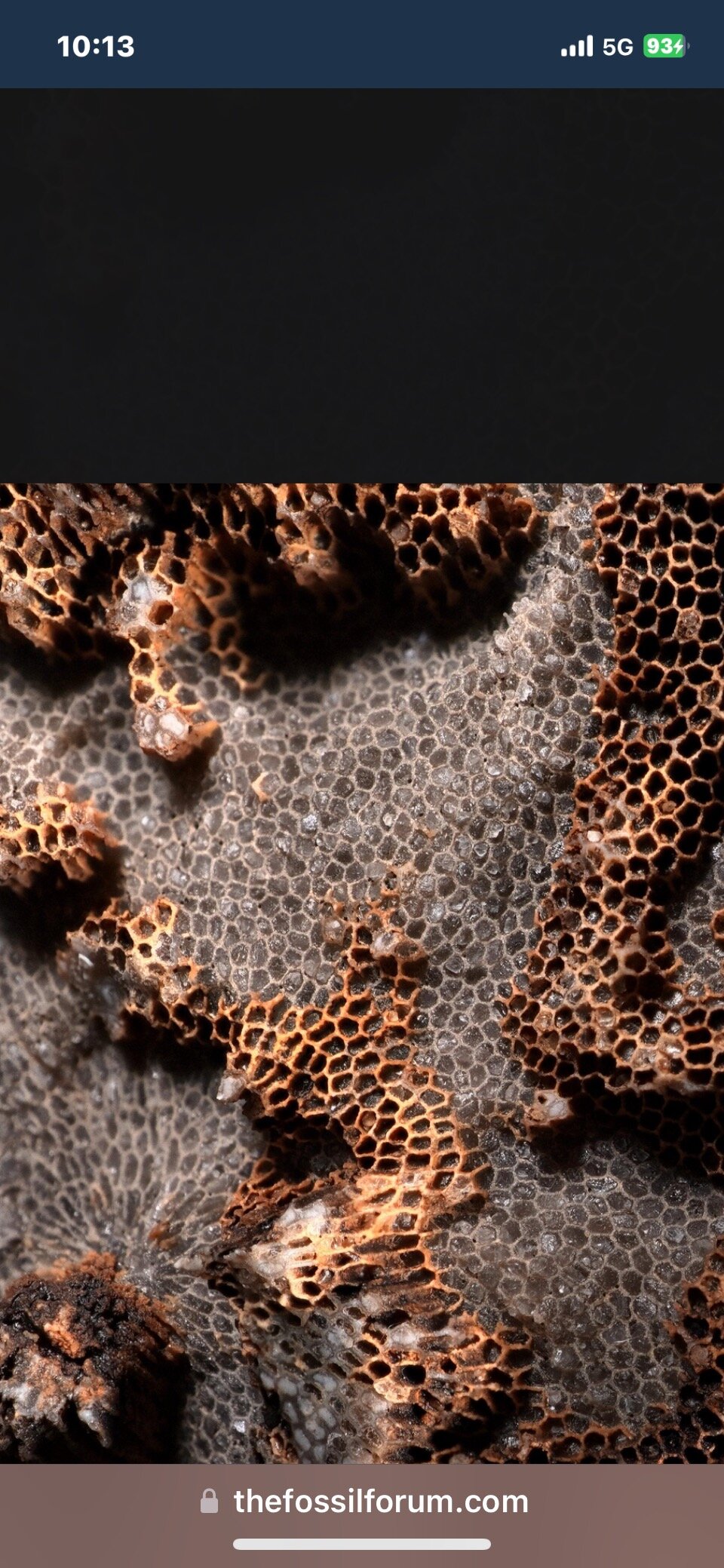 Las Vegas fossils - Member Collections - The Fossil Forum