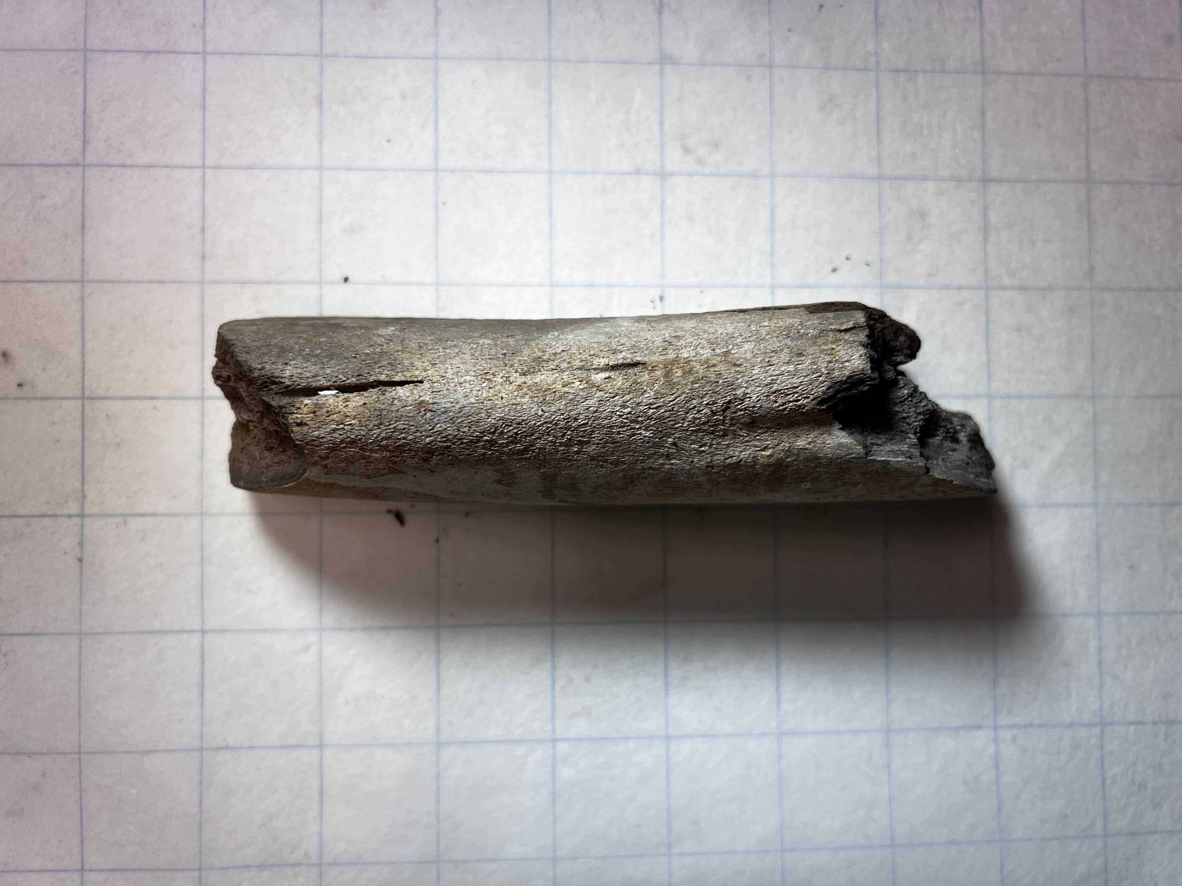 Fossil (?) Bone Identification requested - Fossil ID - The Fossil Forum