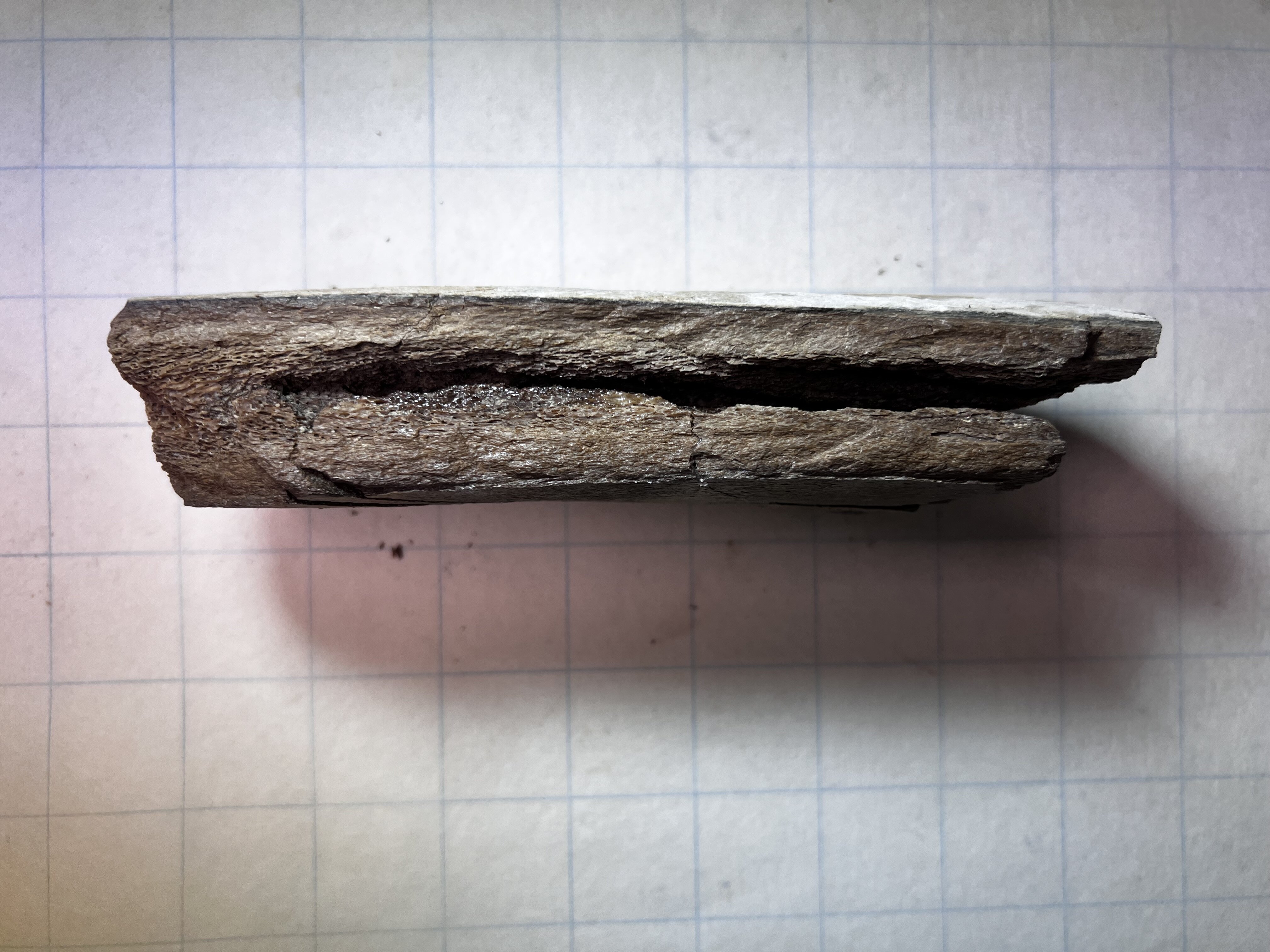 Fossil (?) Bone Identification requested - Fossil ID - The Fossil Forum