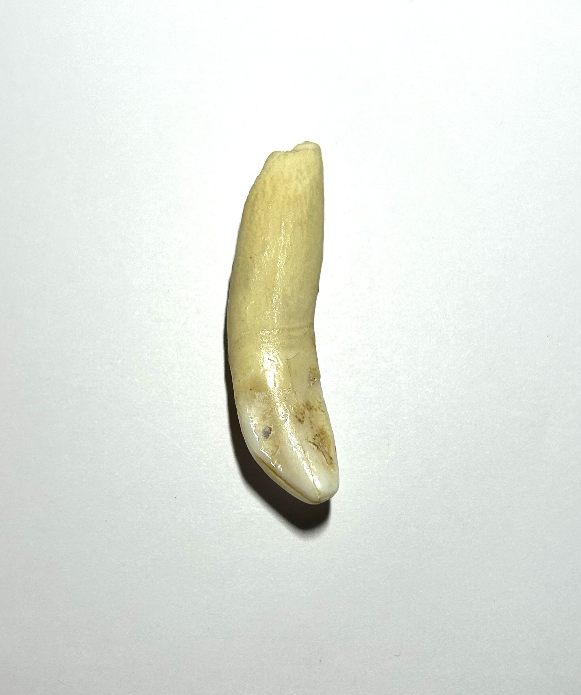 Tooth identification ? - Fossil ID - The Fossil Forum