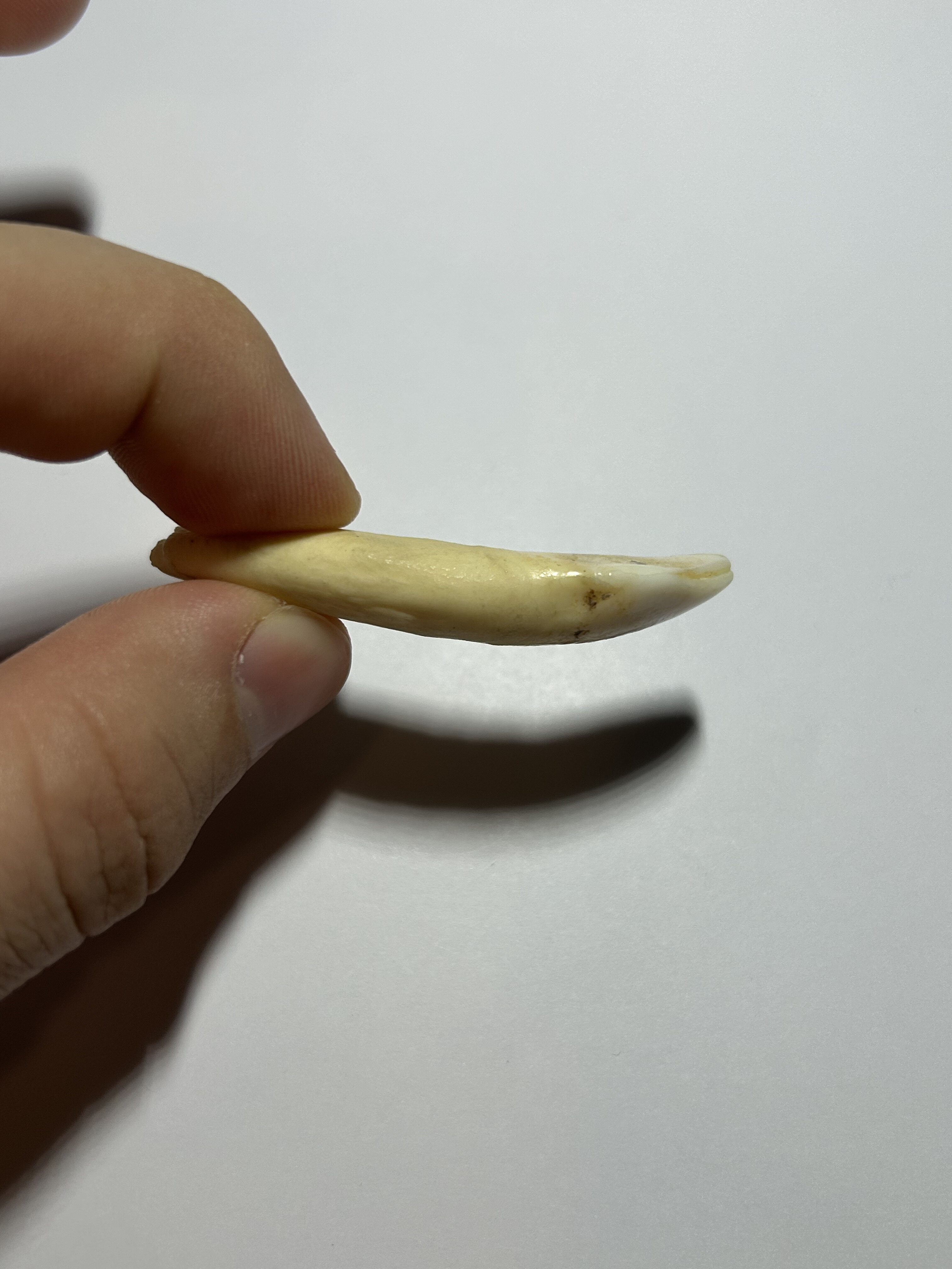 Tooth identification ? - Fossil ID - The Fossil Forum