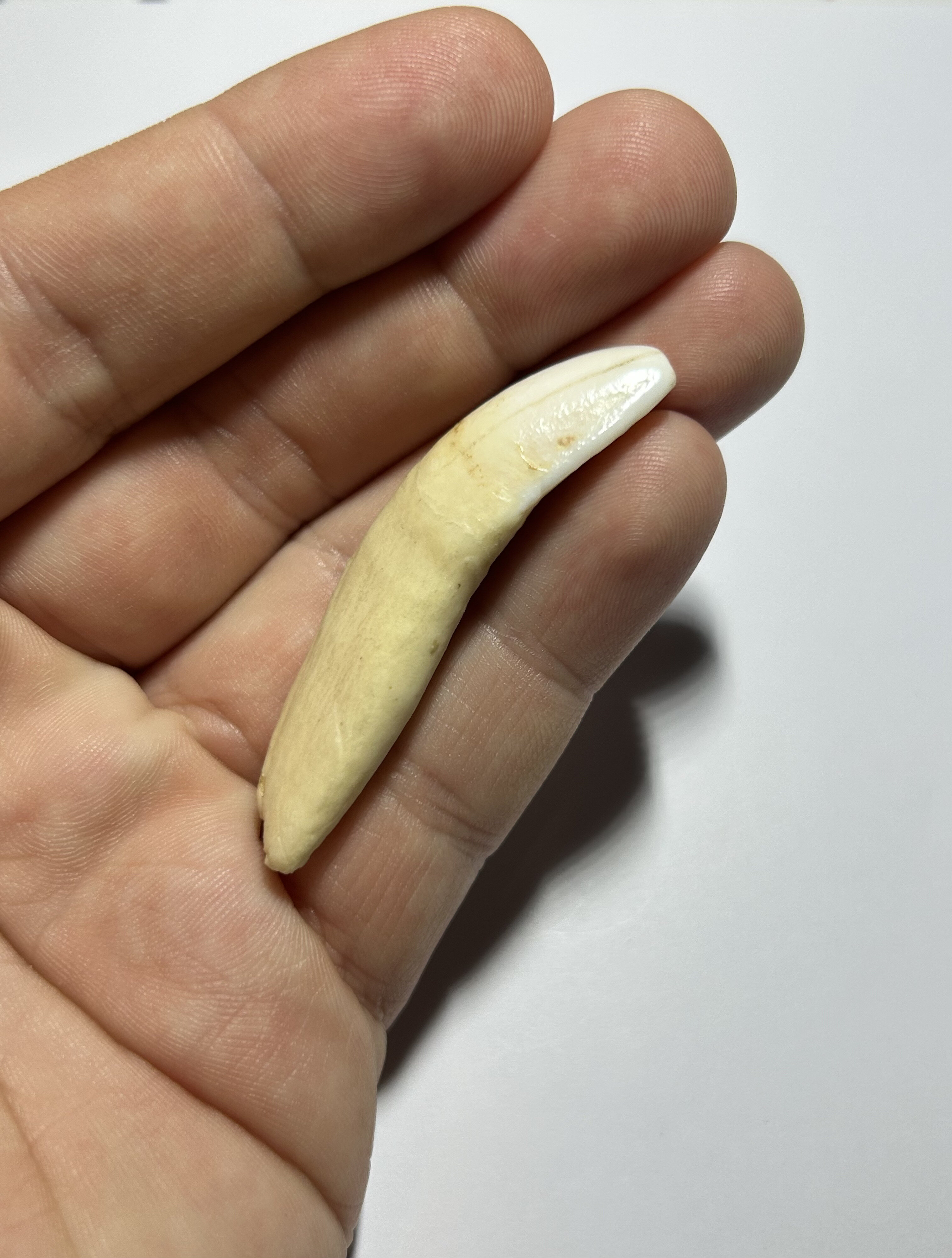 Tooth identification ? - Fossil ID - The Fossil Forum