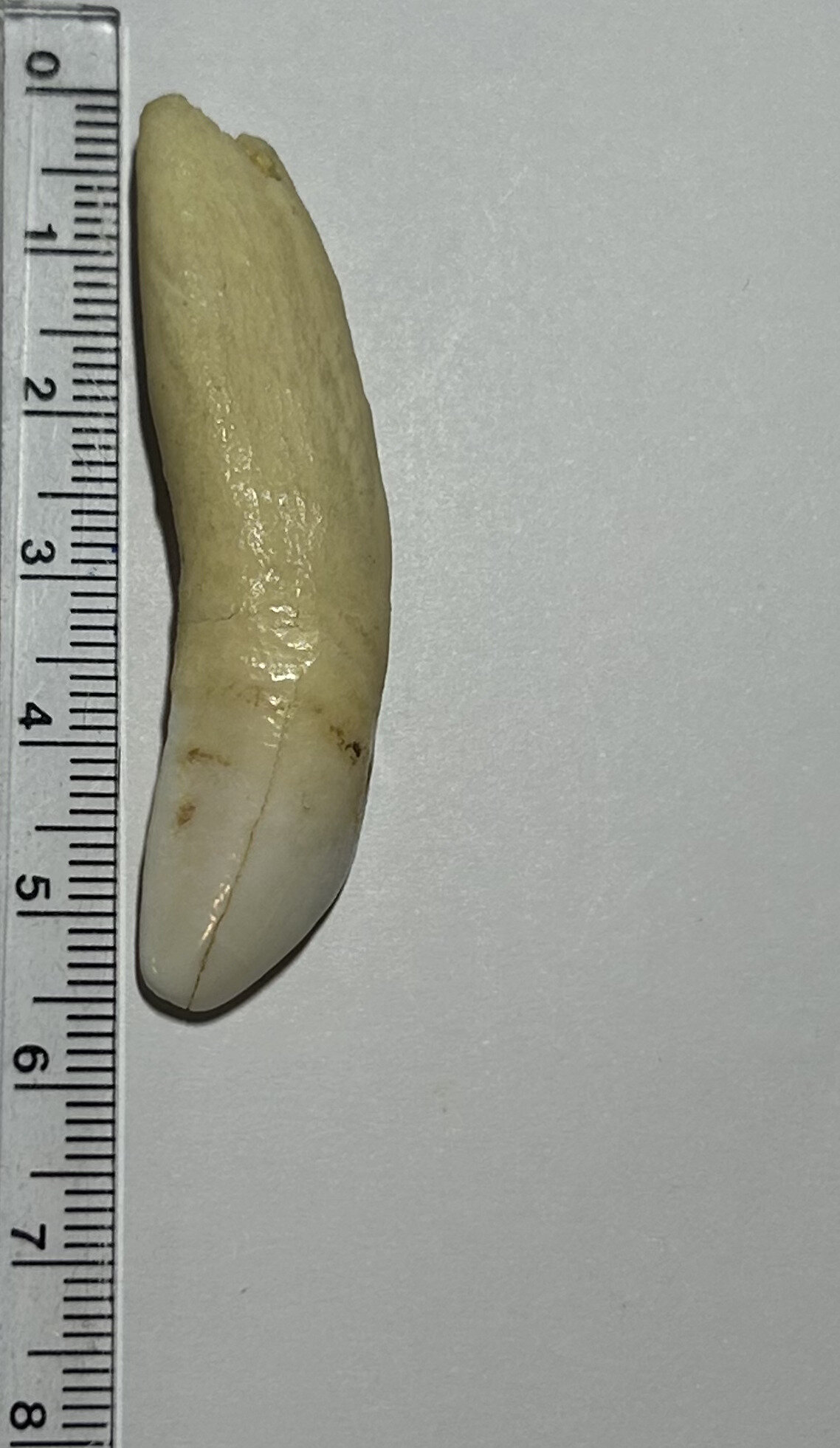 Tooth identification ? - Fossil ID - The Fossil Forum