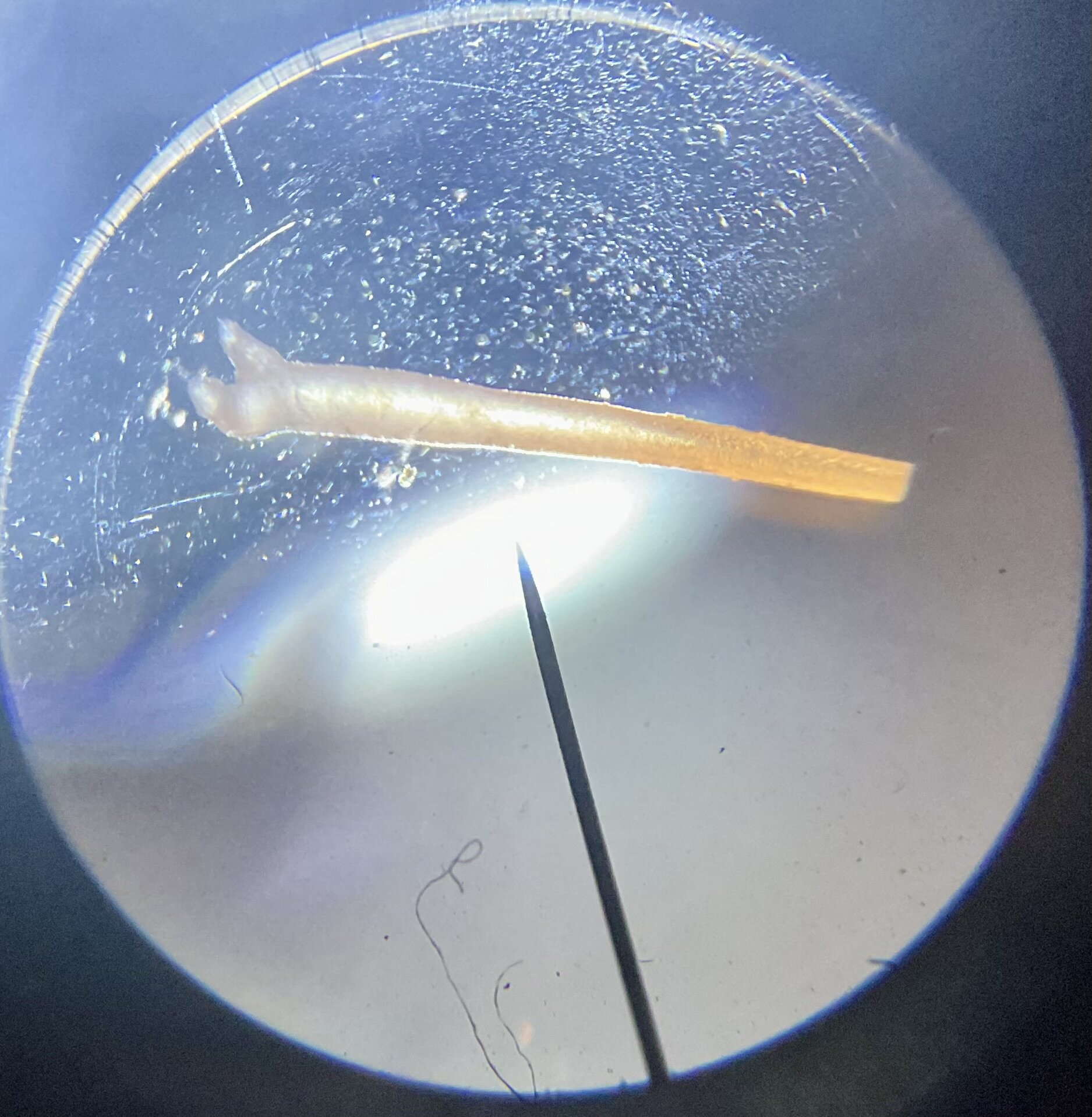 My first self found cretaceous tooth ! - Fossil ID - The Fossil Forum