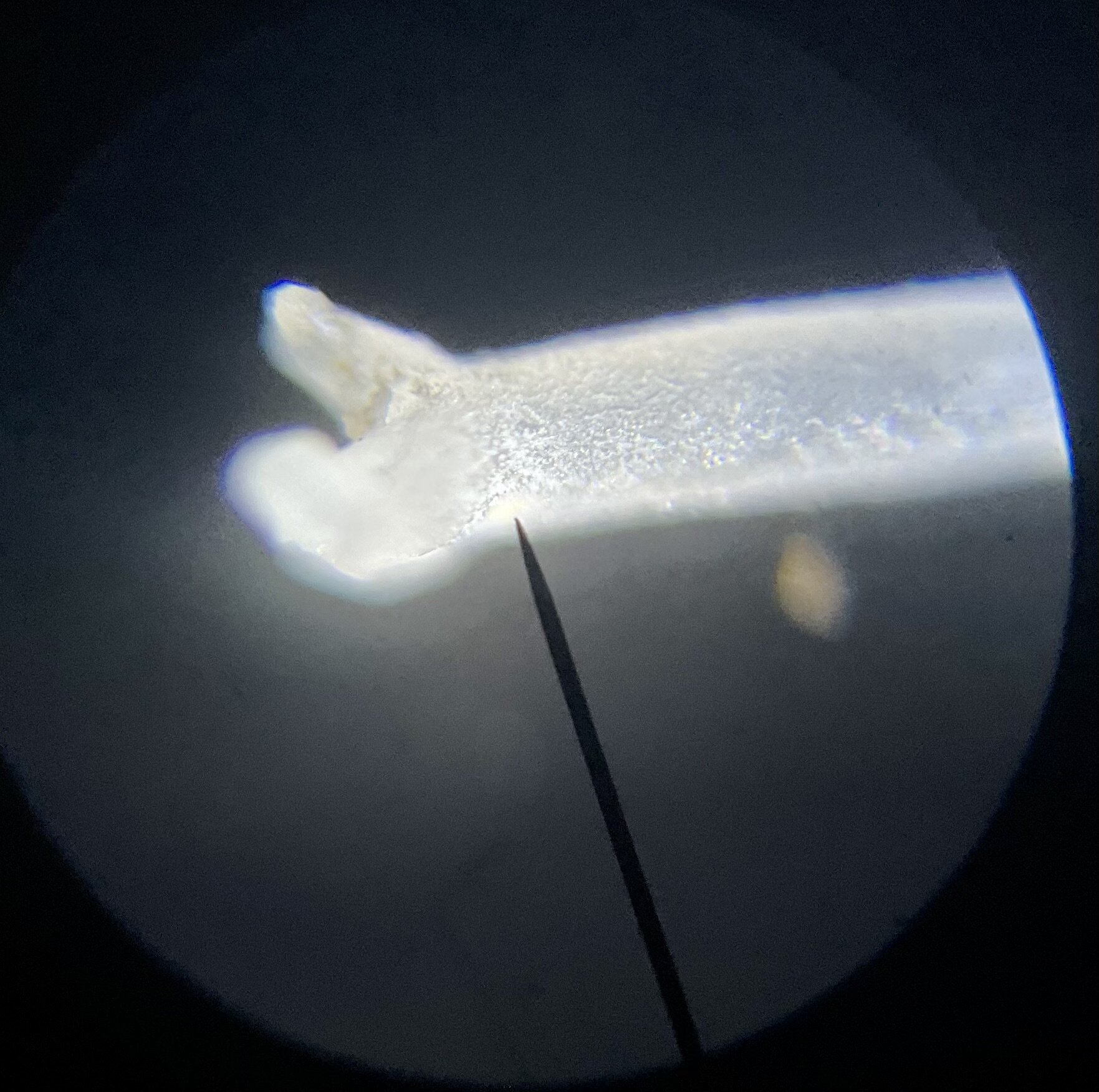 My first self found cretaceous tooth ! - Fossil ID - The Fossil Forum