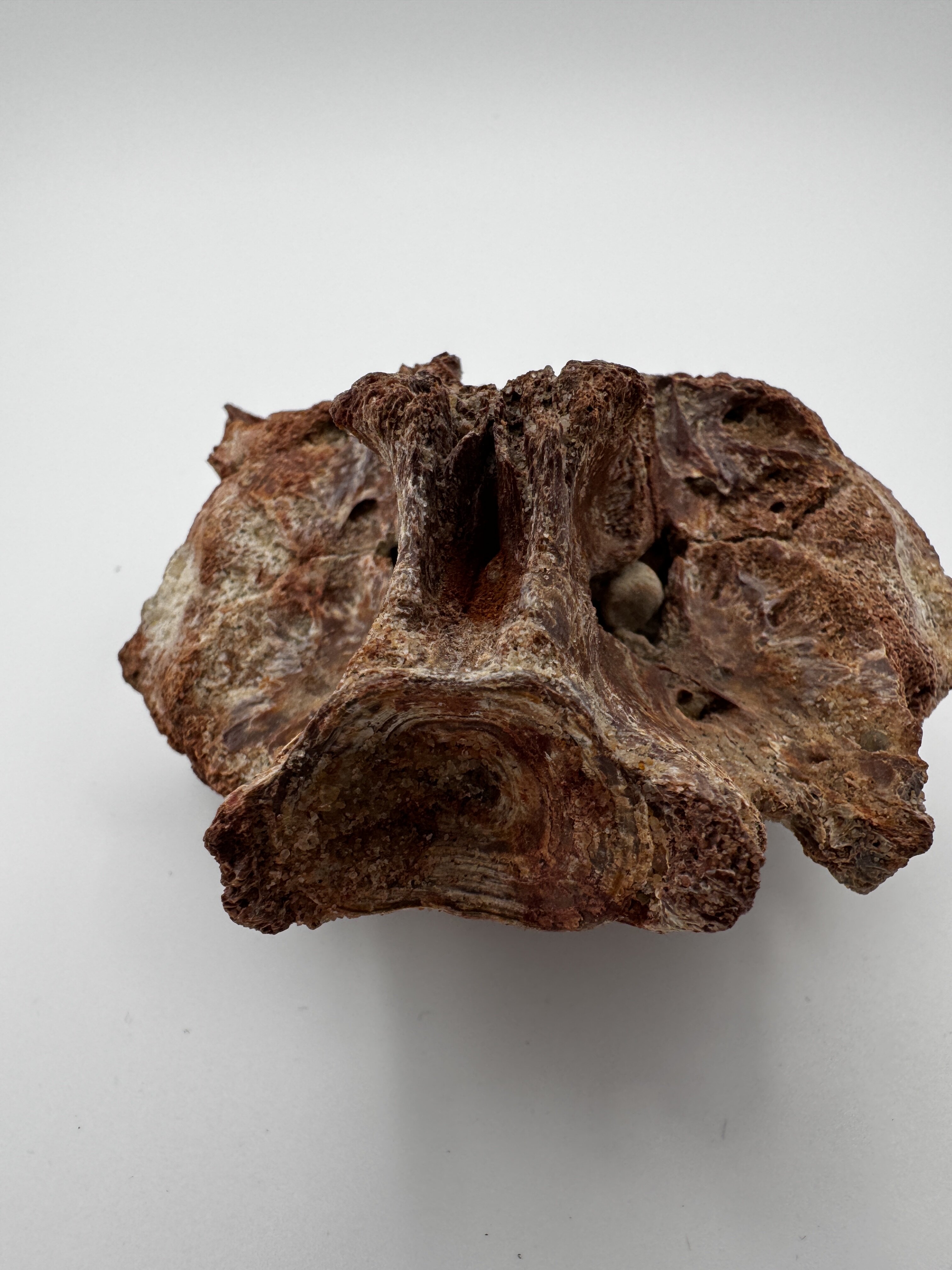 Strange Bone -- Sacrum? - Fossil ID - The Fossil Forum