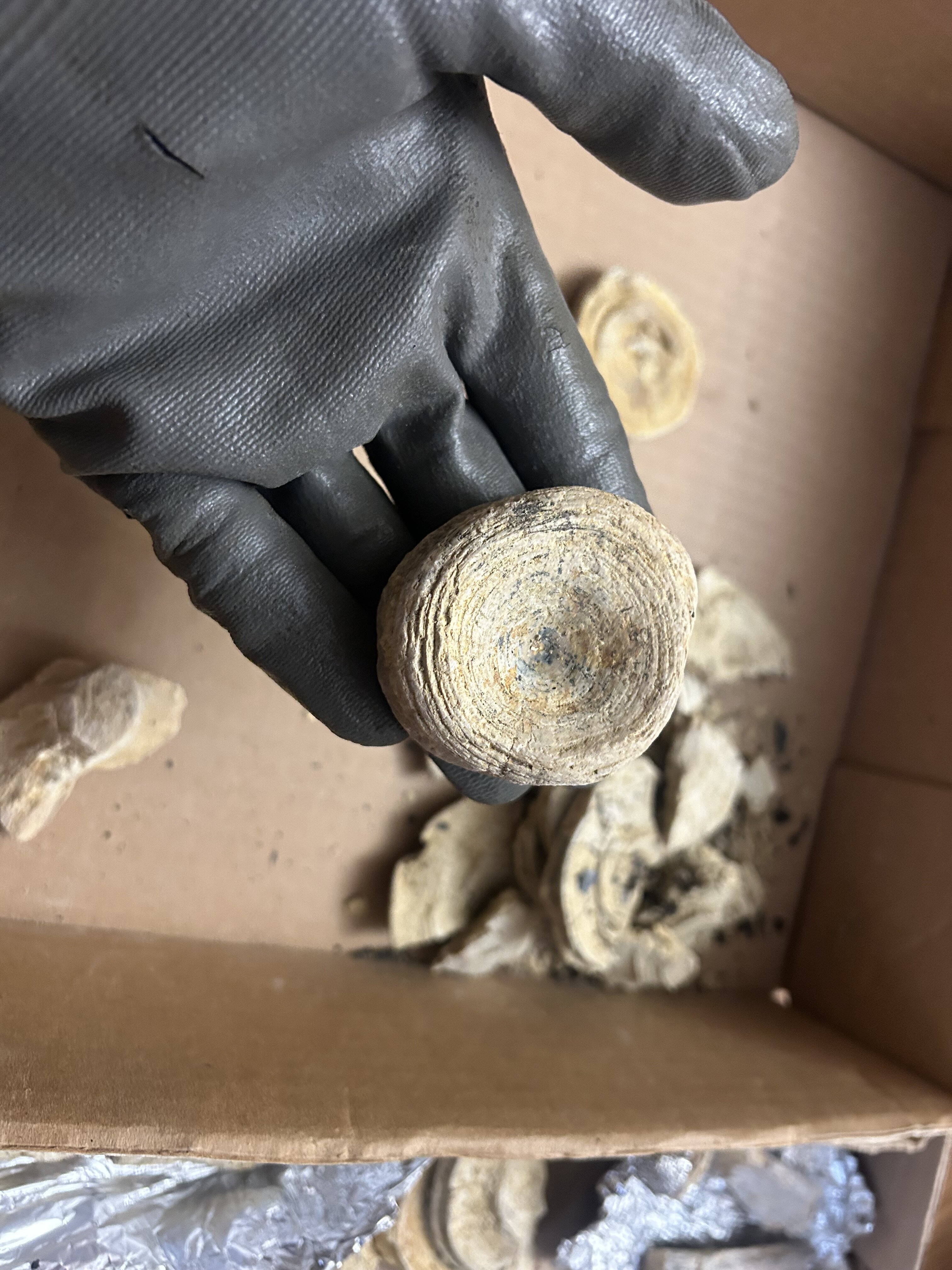 Trying to identify this partial skeleton from Texas - Fossil ID - The ...
