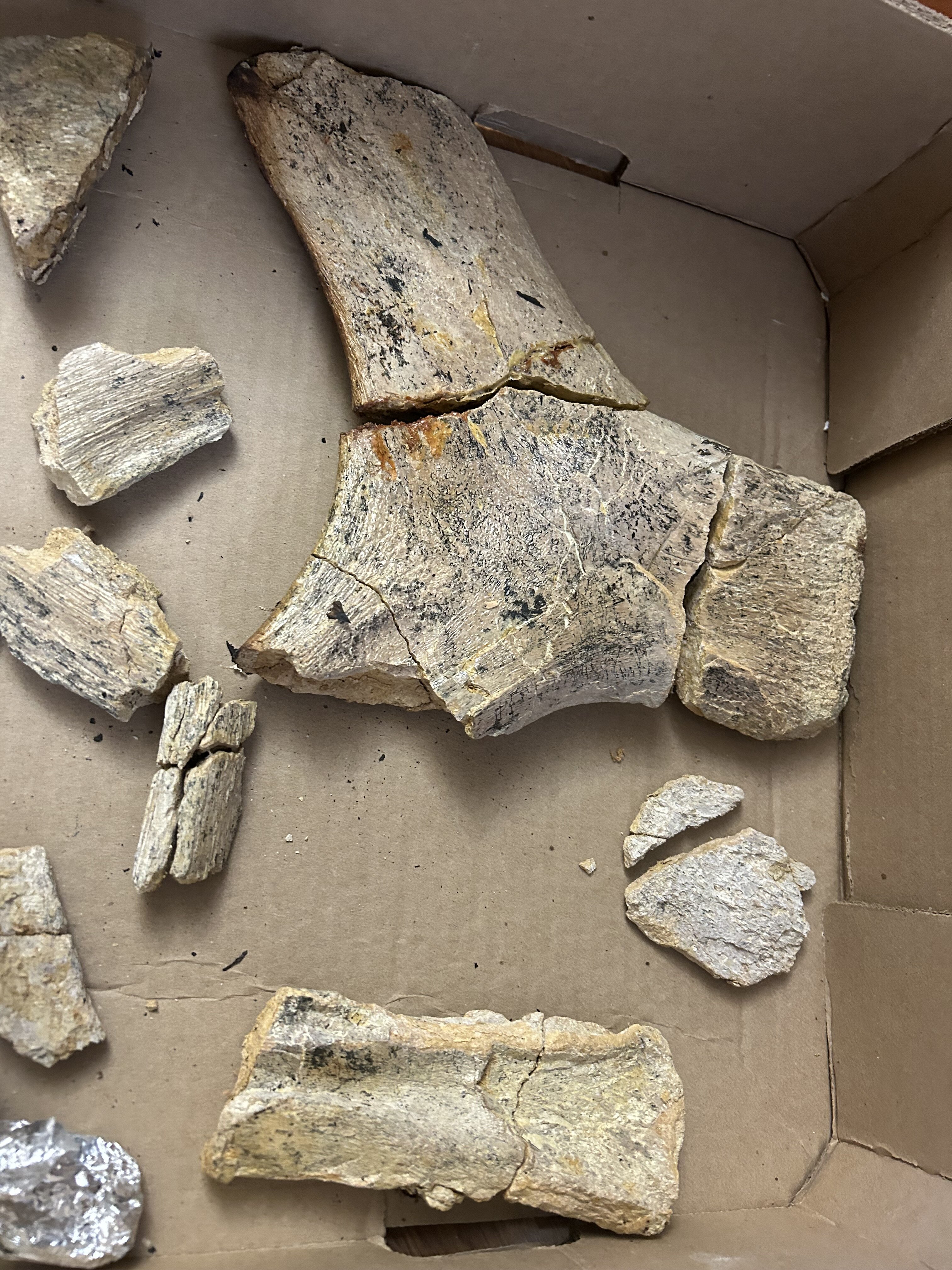 Trying to identify this partial skeleton from Texas - Fossil ID - The ...