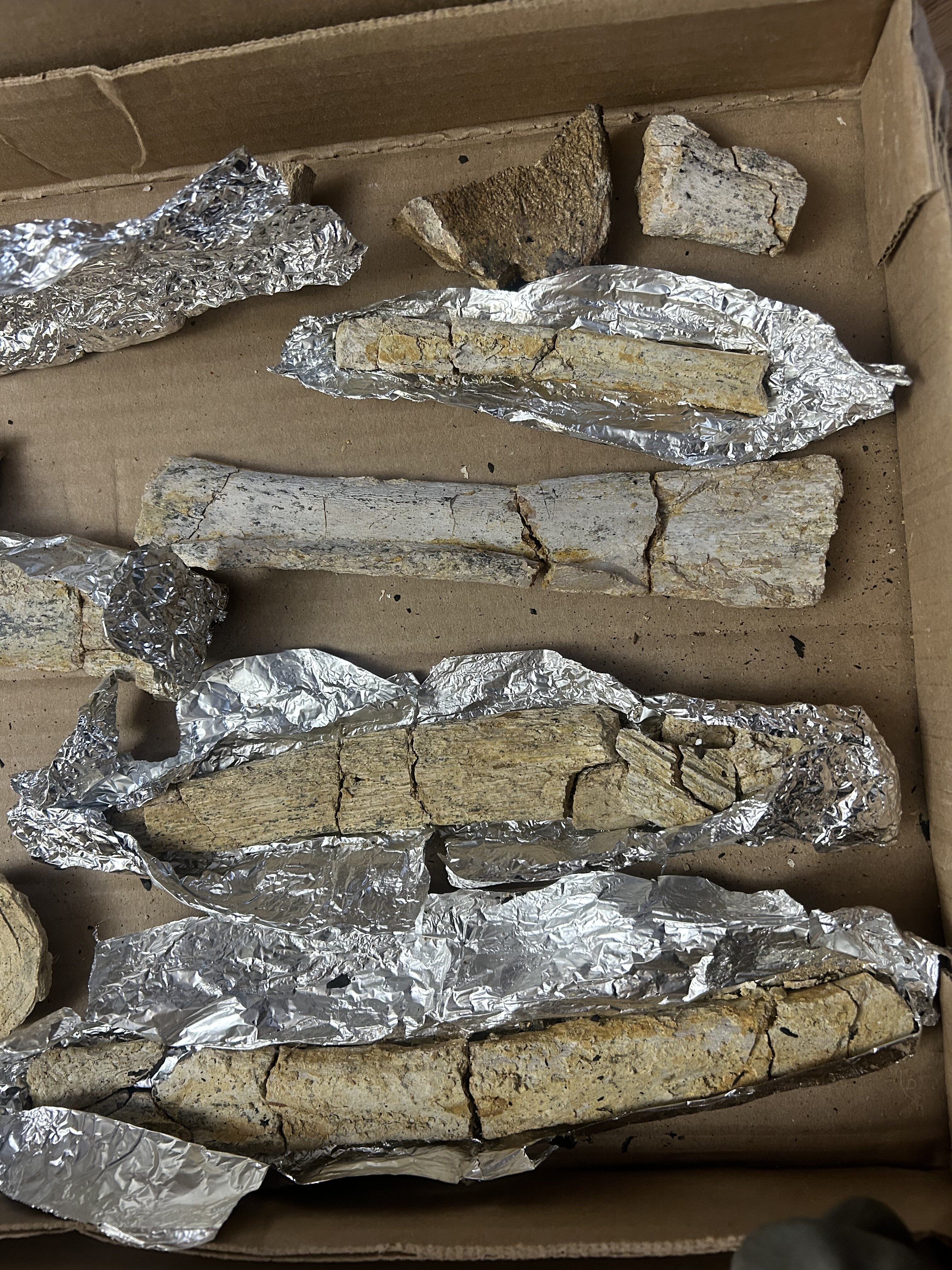 Trying to identify this partial skeleton from Texas - Fossil ID - The ...