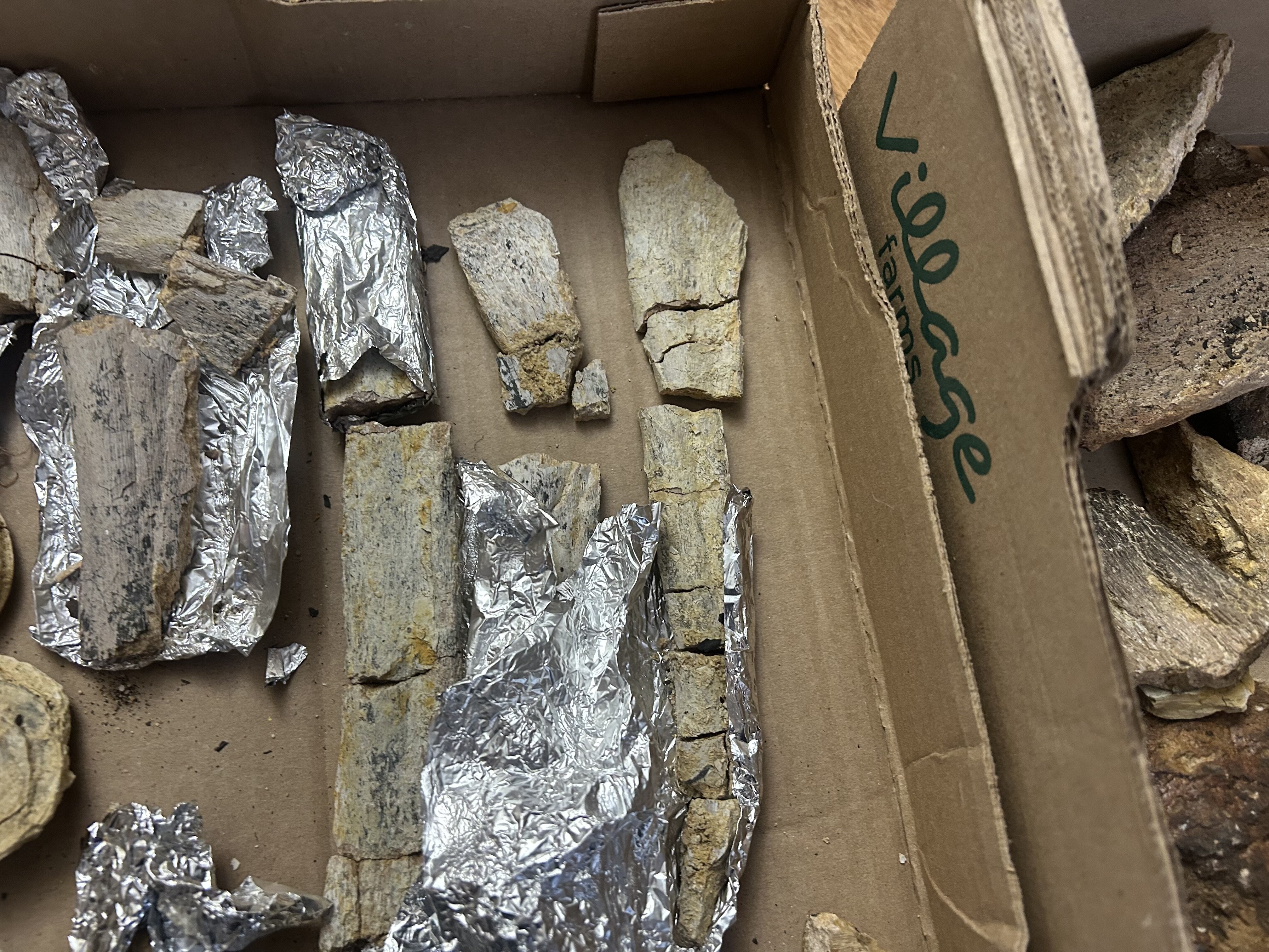 Trying to identify this partial skeleton from Texas - Fossil ID - The ...