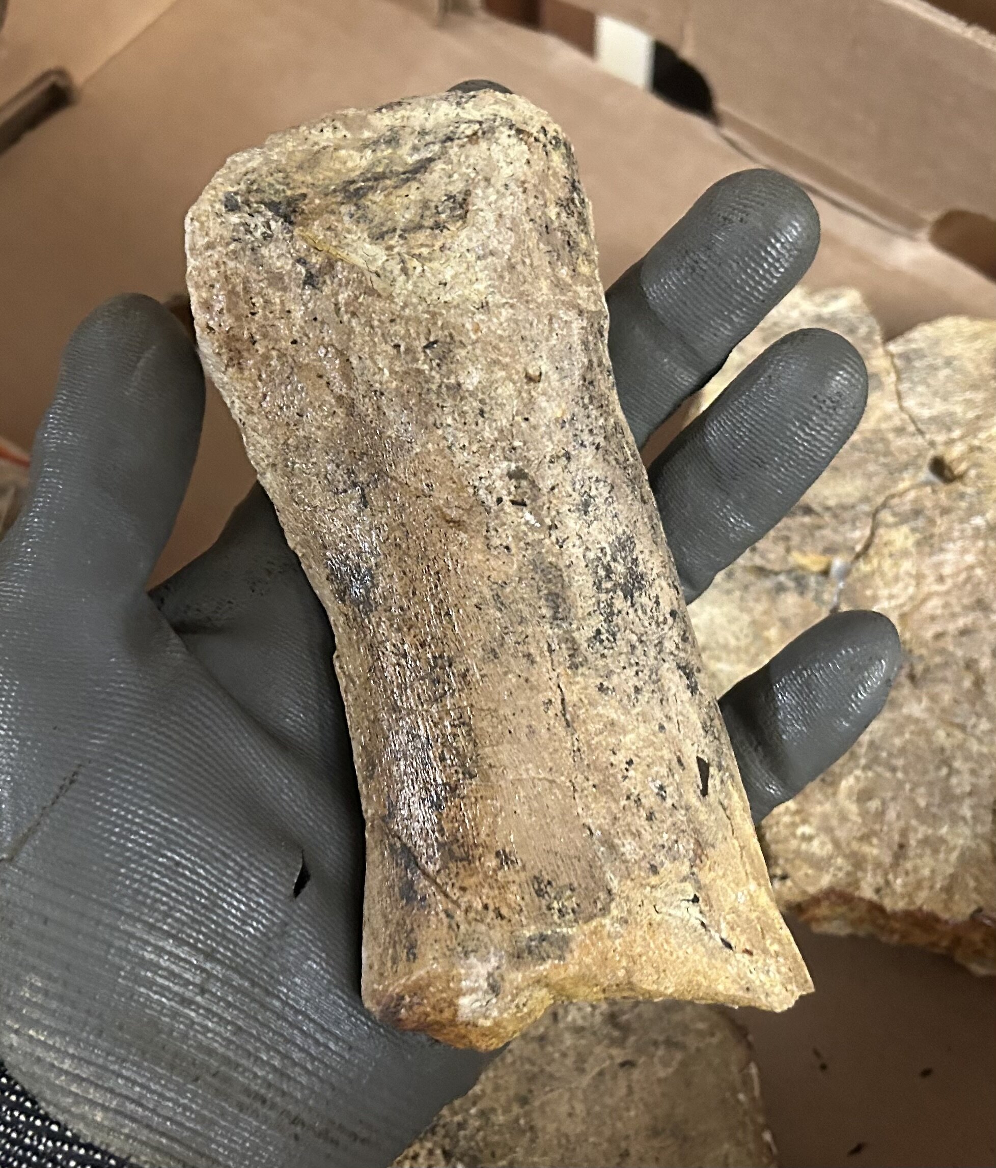 Trying to identify this partial skeleton from Texas - Fossil ID - The ...