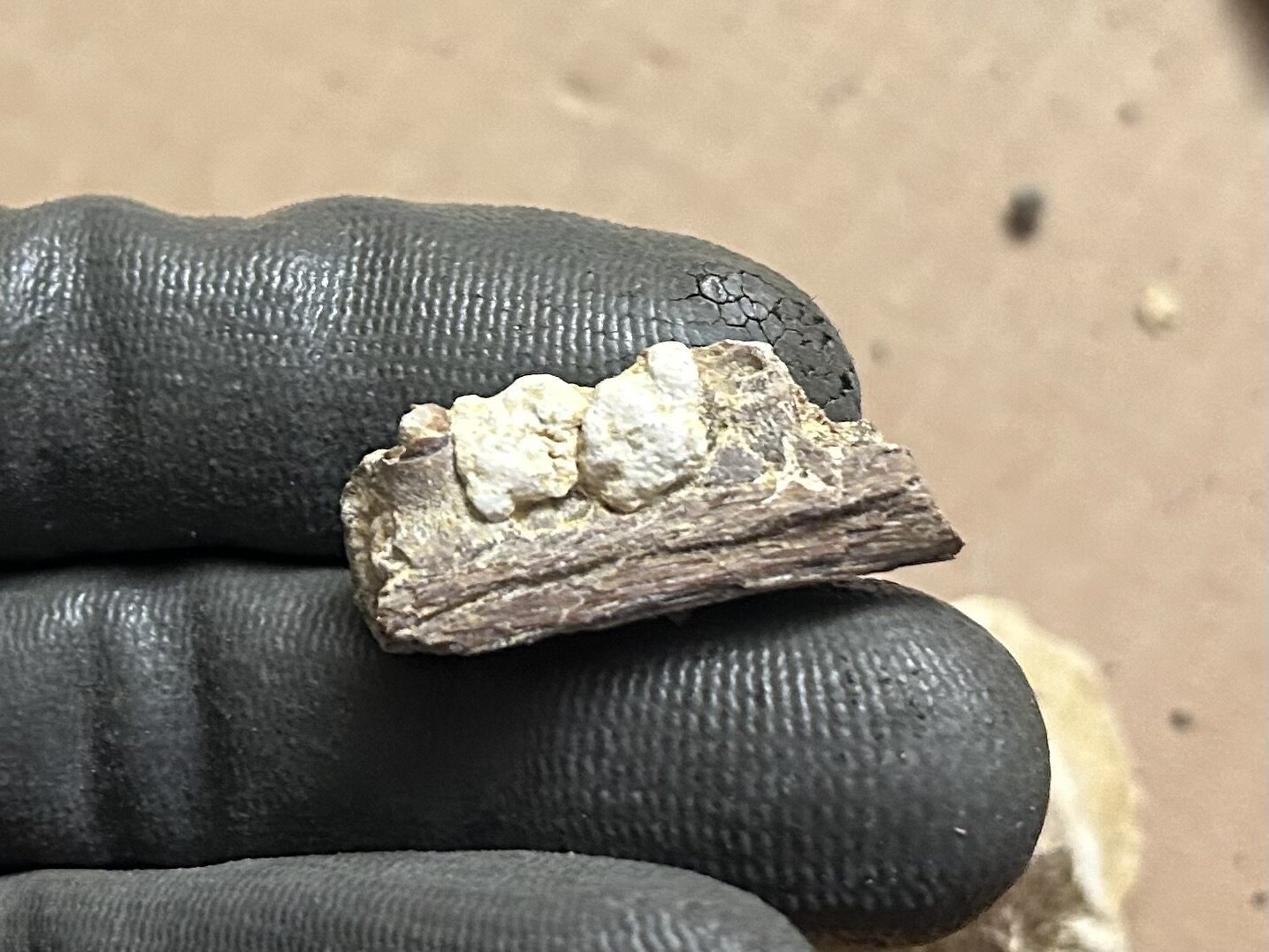 Trying to identify this partial skeleton from Texas - Fossil ID - The ...
