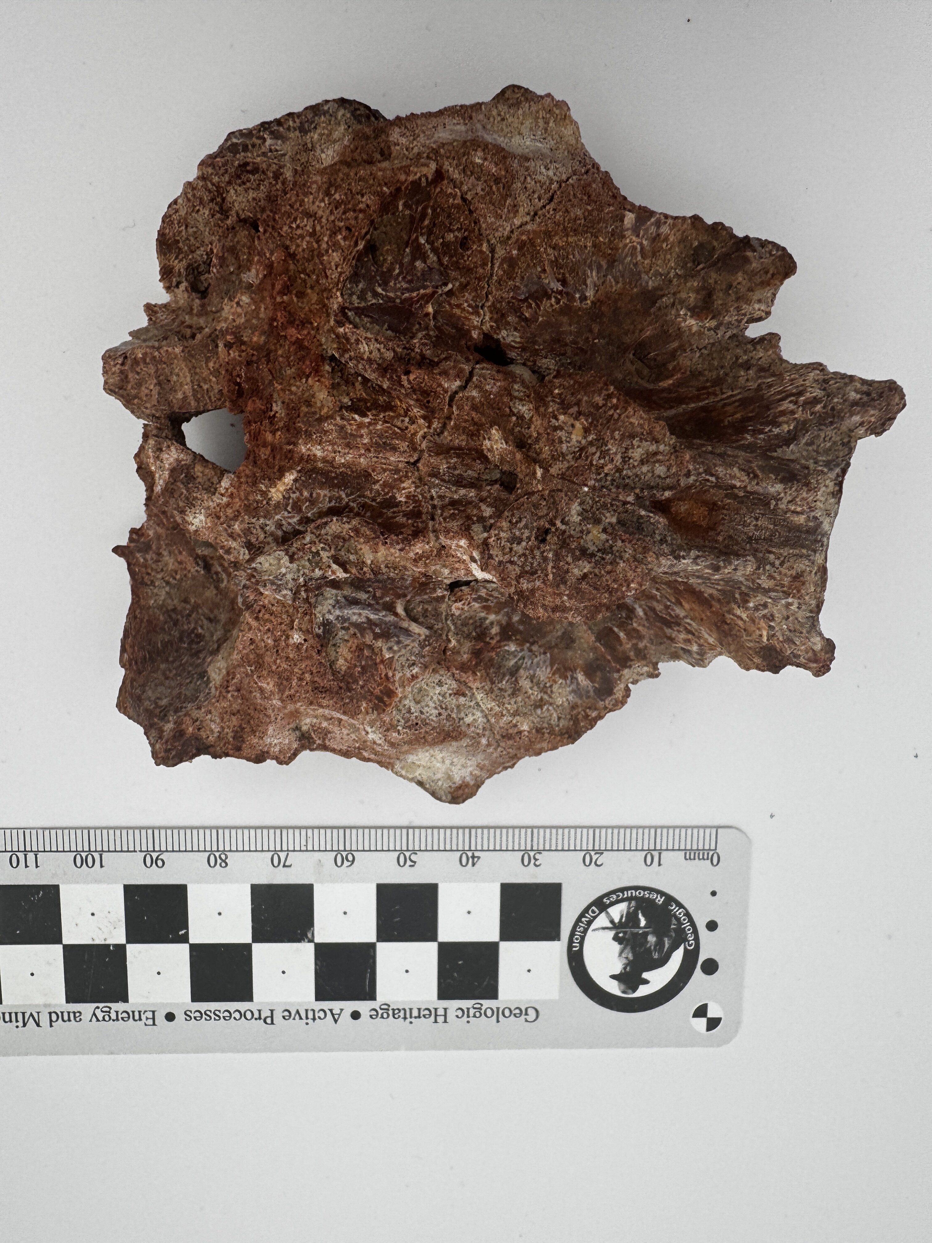 Strange Bone -- Sacrum? - Fossil ID - The Fossil Forum