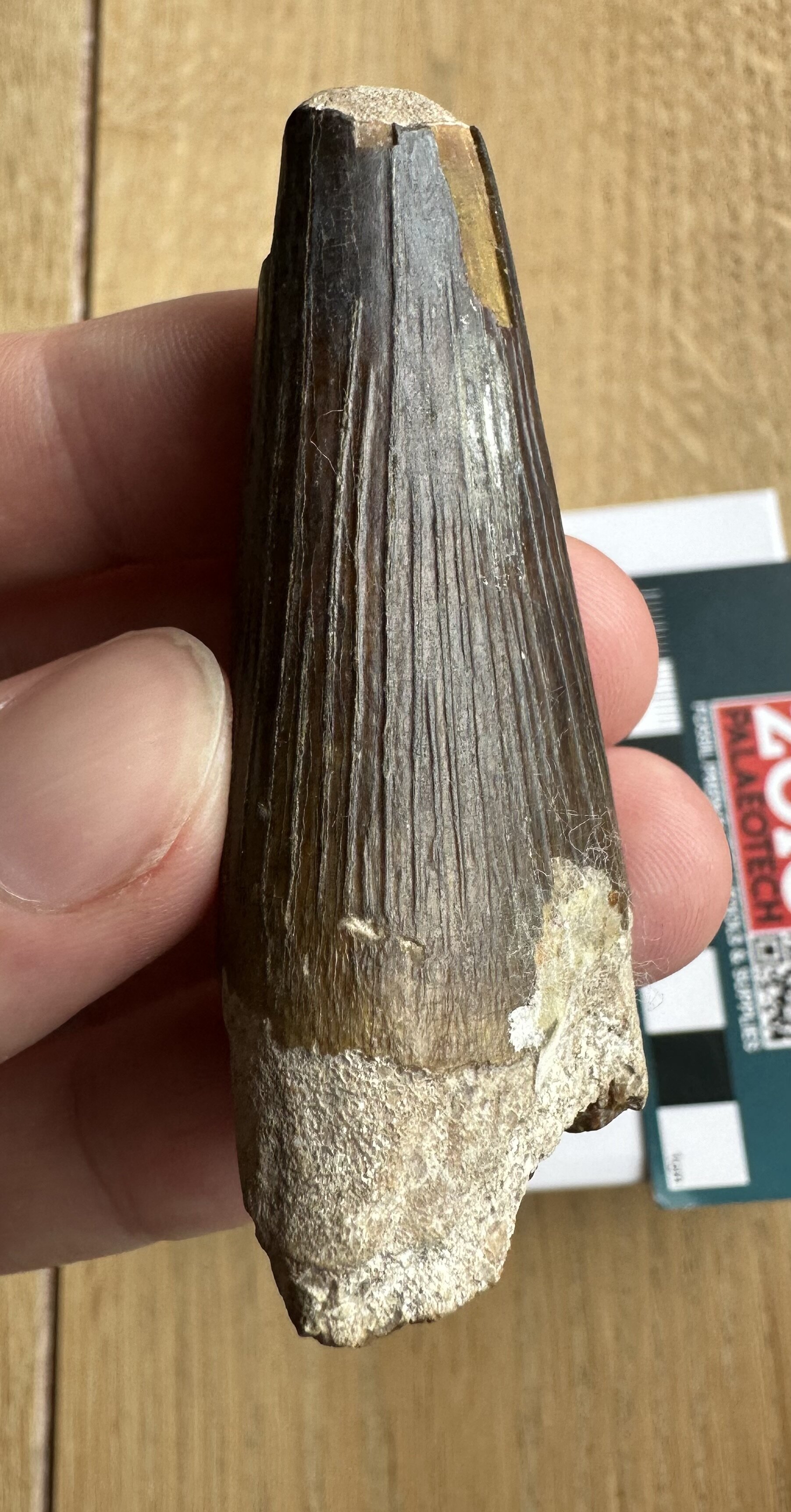 French pliosaur tooth? - Fossil ID - The Fossil Forum