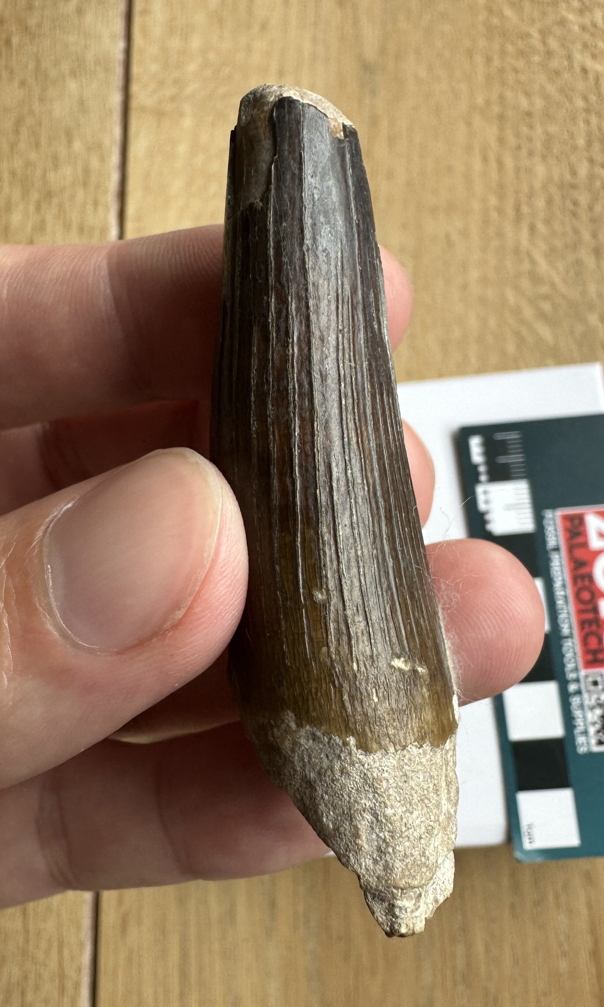 French pliosaur tooth? - Fossil ID - The Fossil Forum