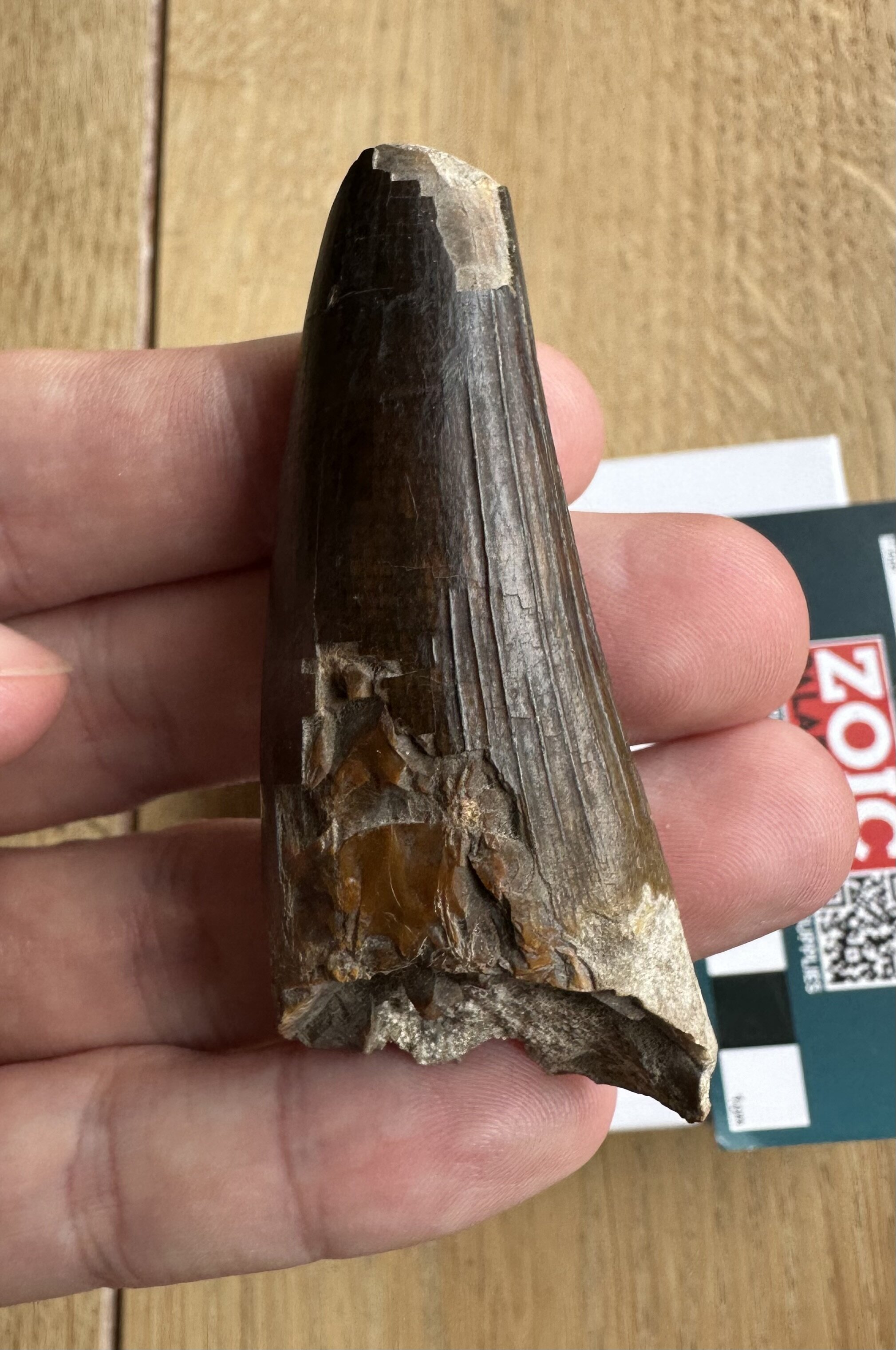 French pliosaur tooth? - Fossil ID - The Fossil Forum