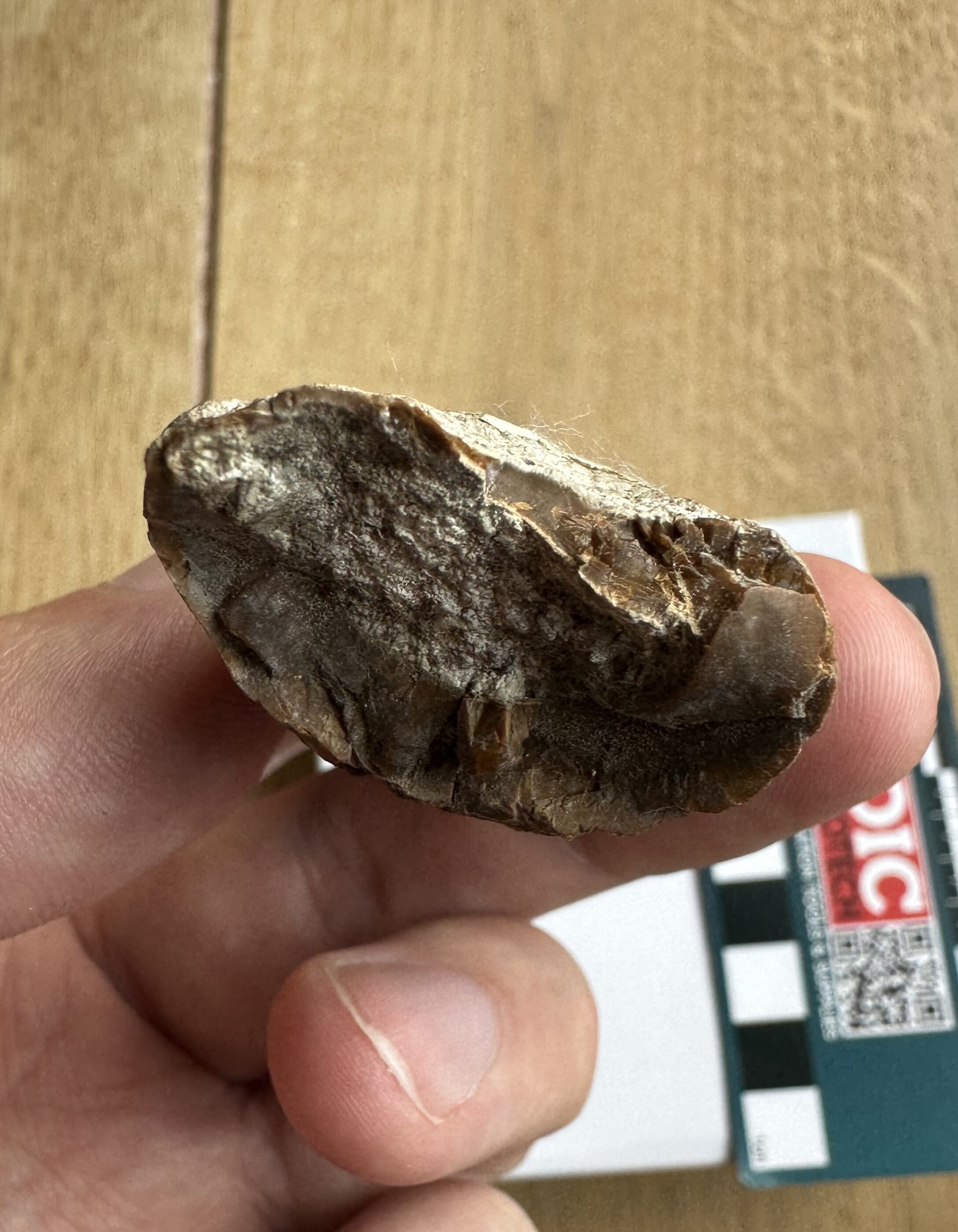 French pliosaur tooth? - Fossil ID - The Fossil Forum