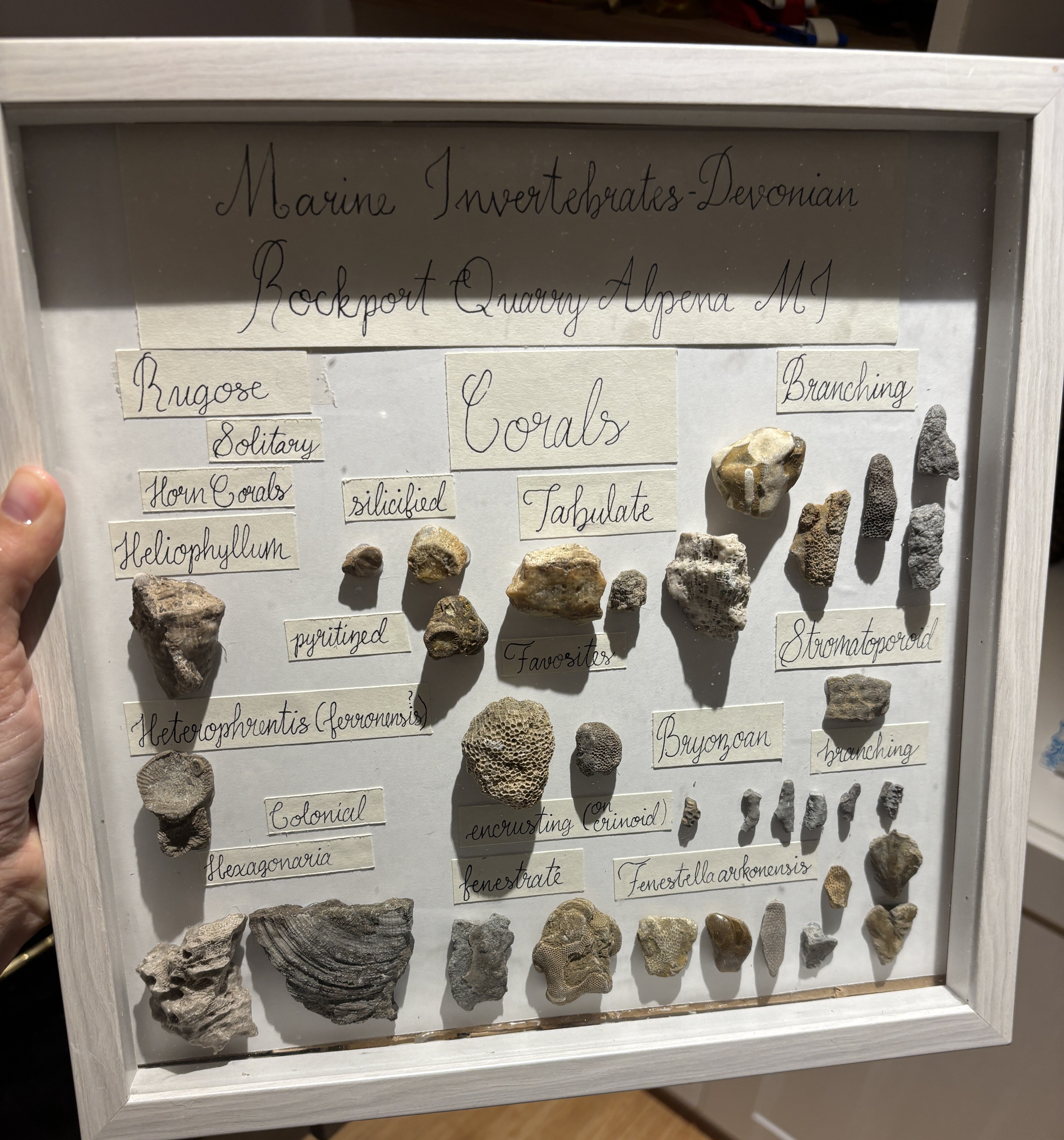 Rockport Quarry, Alpena, MI, USA - Fossil Hunting Trips - The Fossil Forum