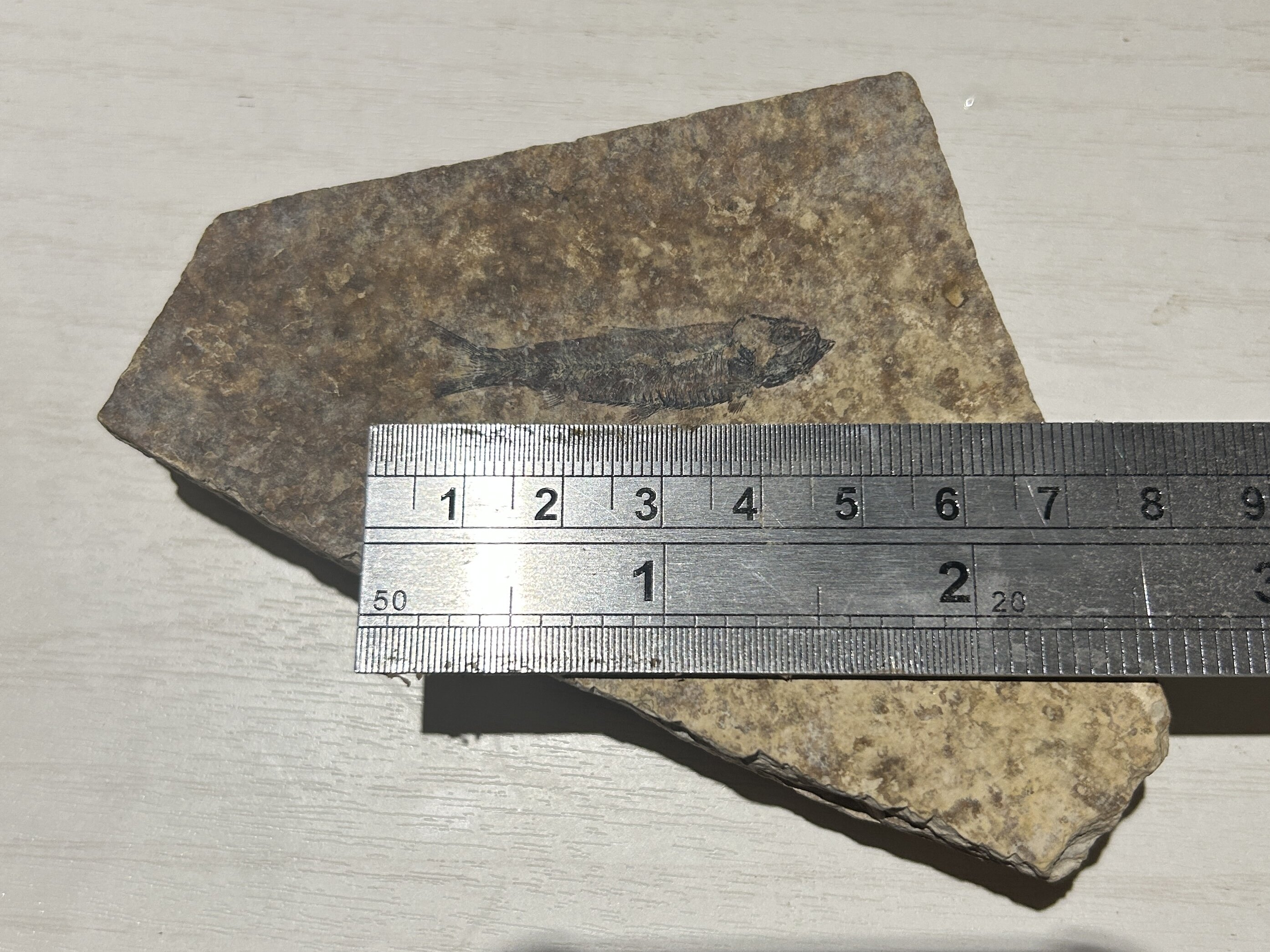 Green River Formation fish - Fossil ID - The Fossil Forum