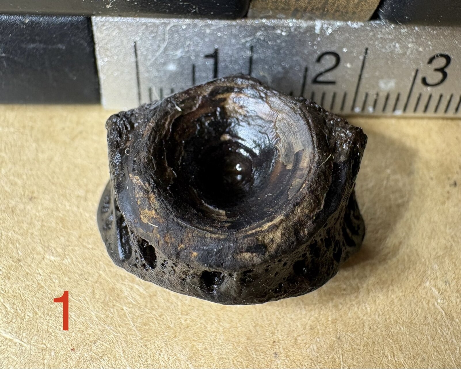 My first ID post! From North Florida, Santa Fe River - Fossil ID - The ...