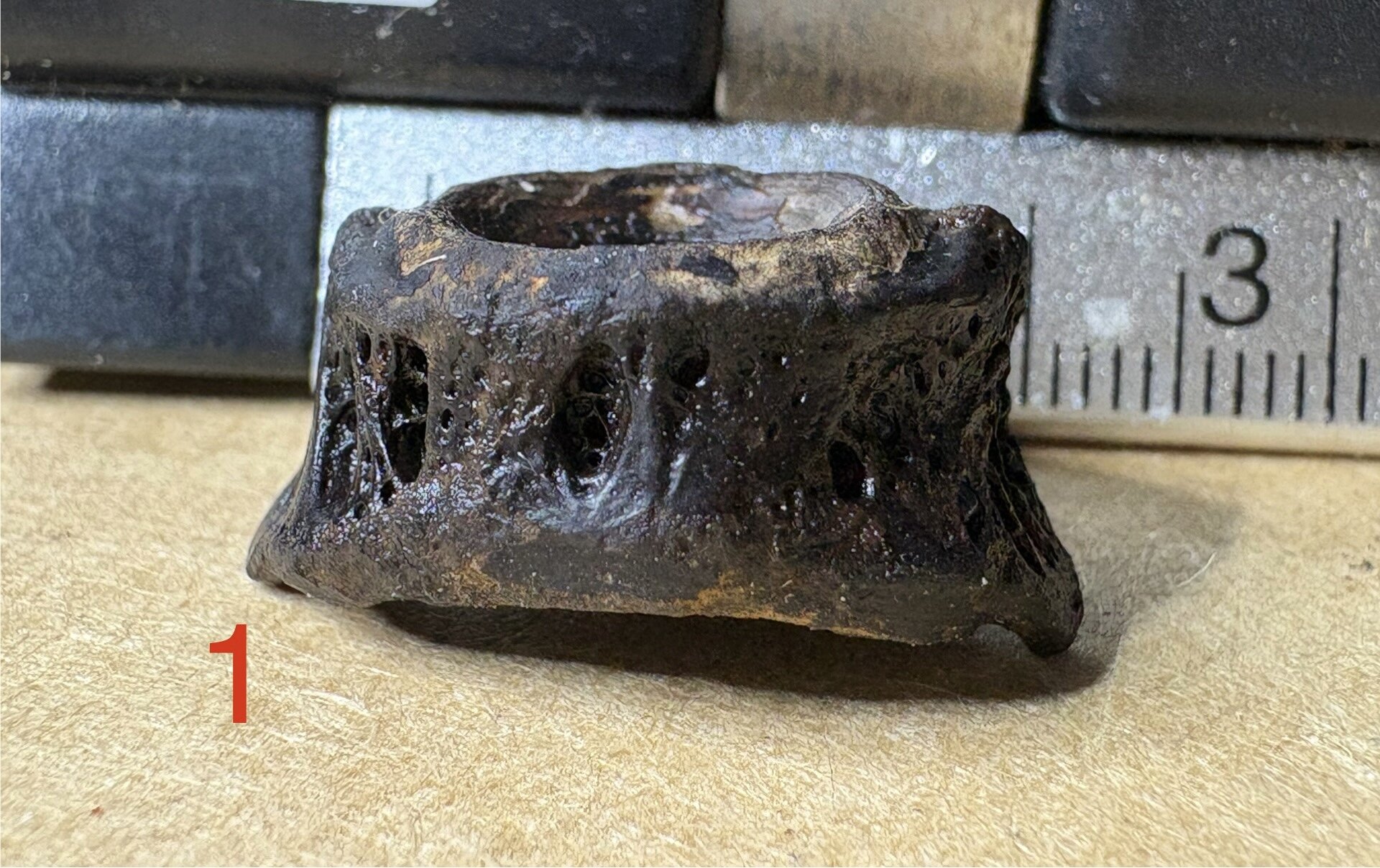 My first ID post! From North Florida, Santa Fe River - Fossil ID - The ...