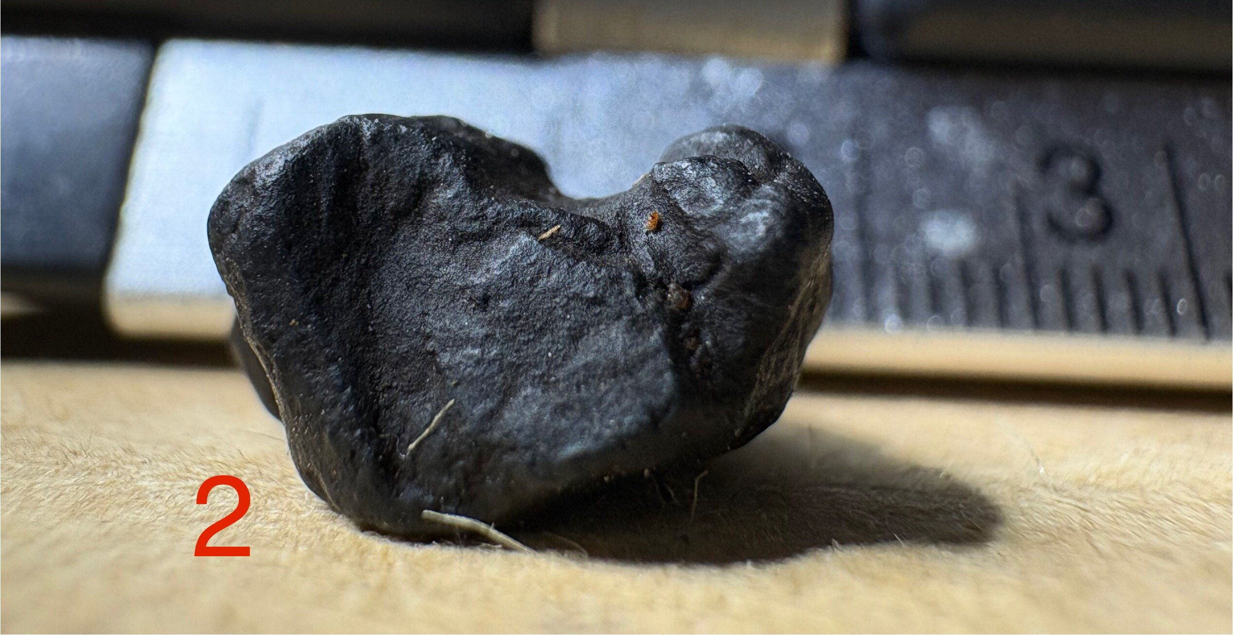 My first ID post! From North Florida, Santa Fe River - Fossil ID - The ...