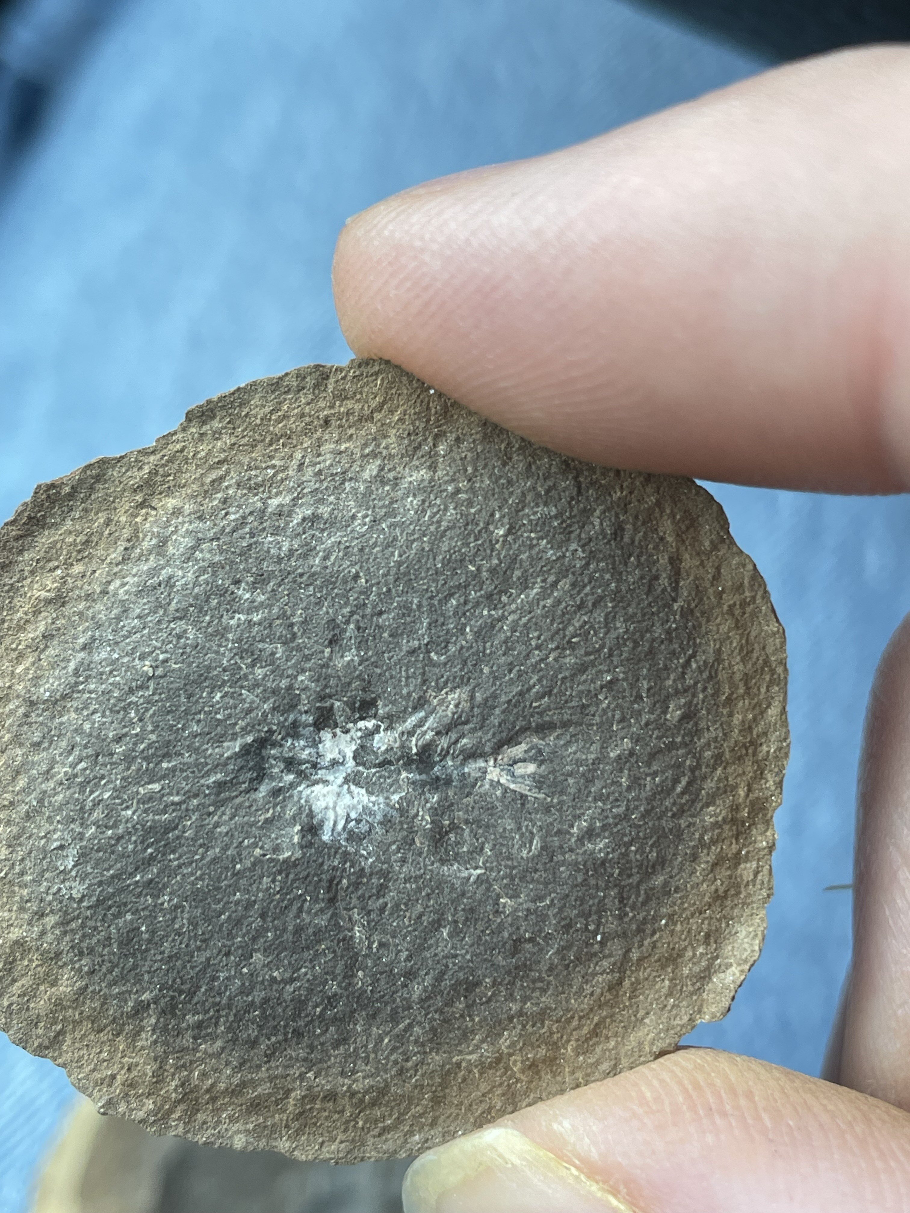Fish fossil? possible tail fin vertibrae visible under microscope ...