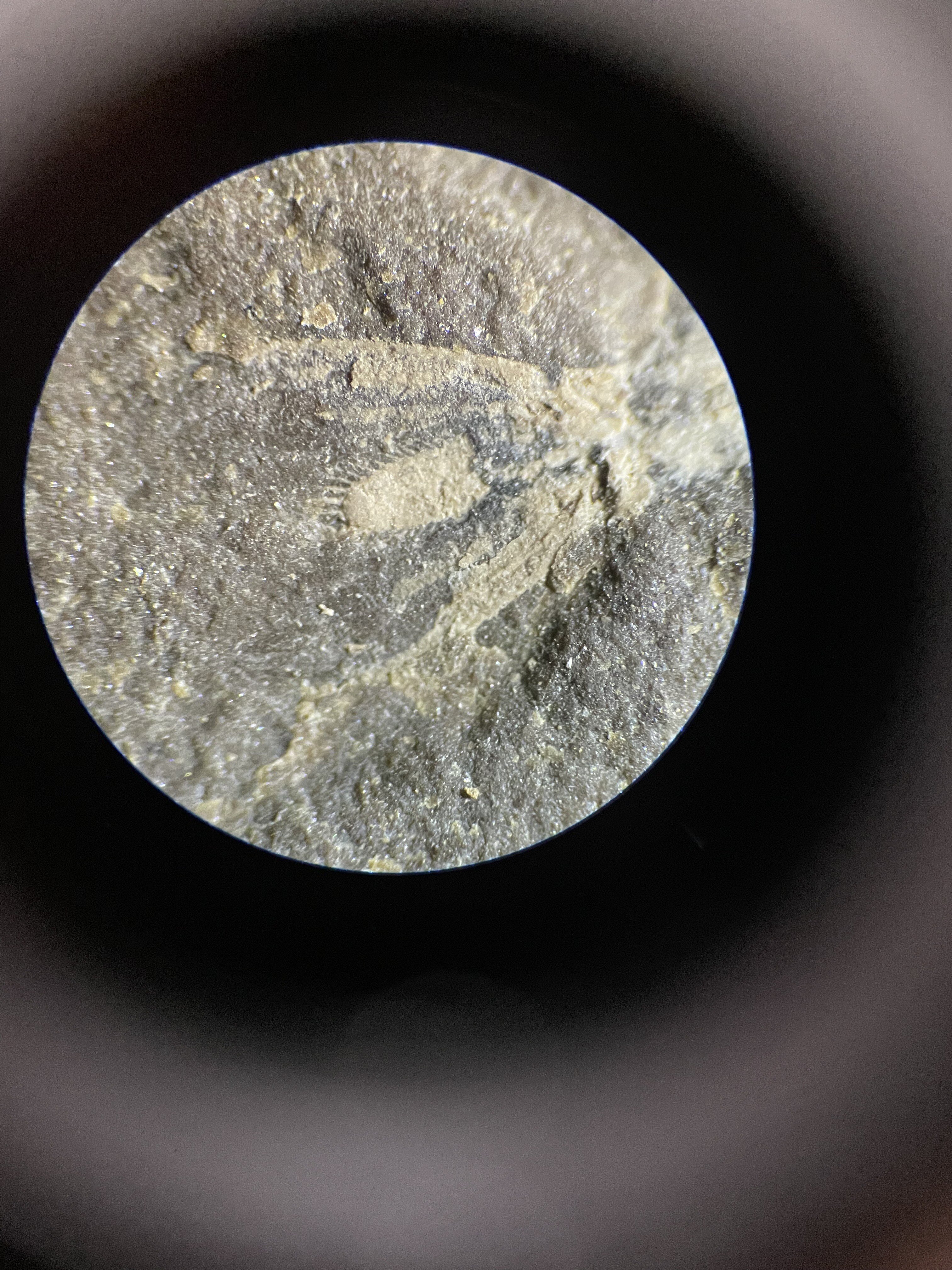 Fish fossil? possible tail fin vertibrae visible under microscope ...