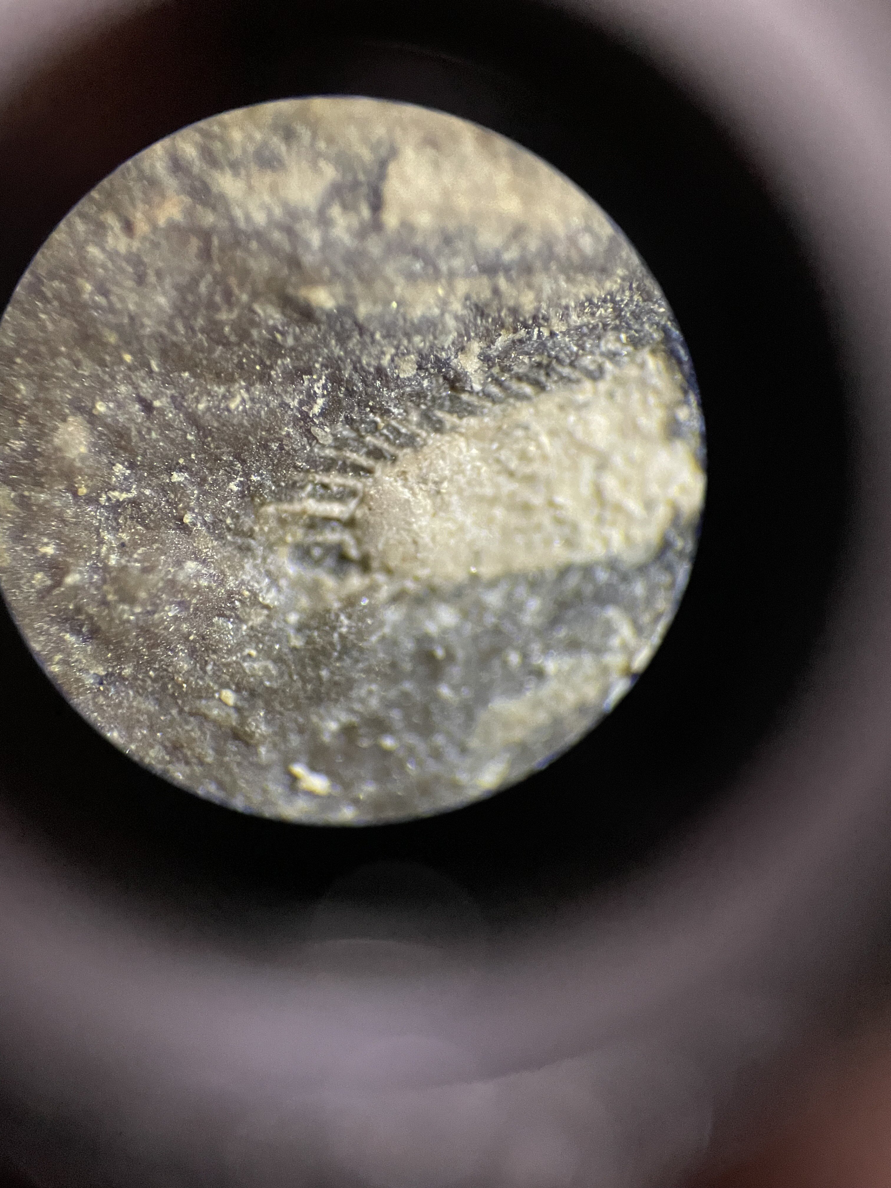 Fish fossil? possible tail fin vertibrae visible under microscope ...